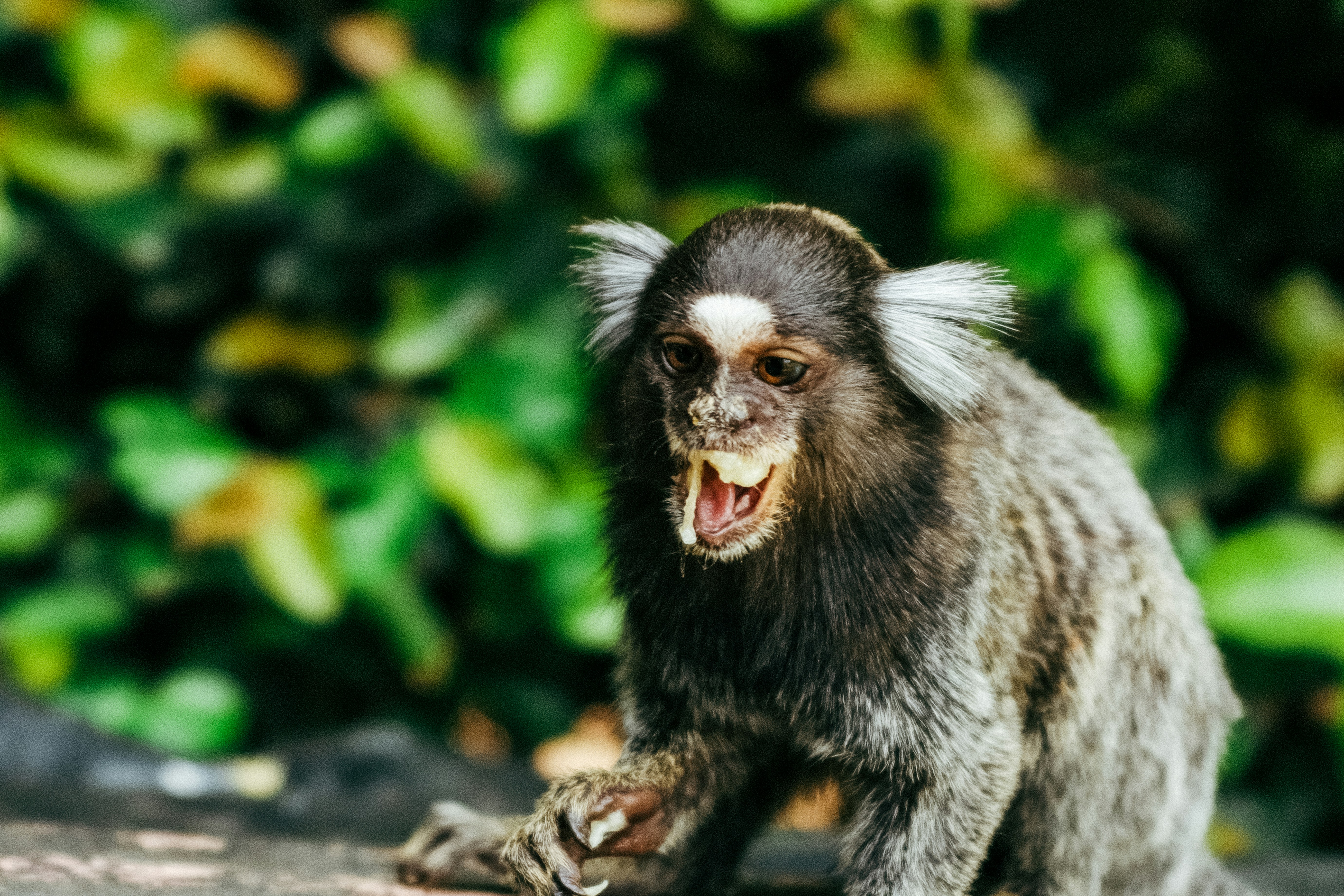 Foto Un mono con la boca abierta y la boca abierta – Imagen gratis en ...