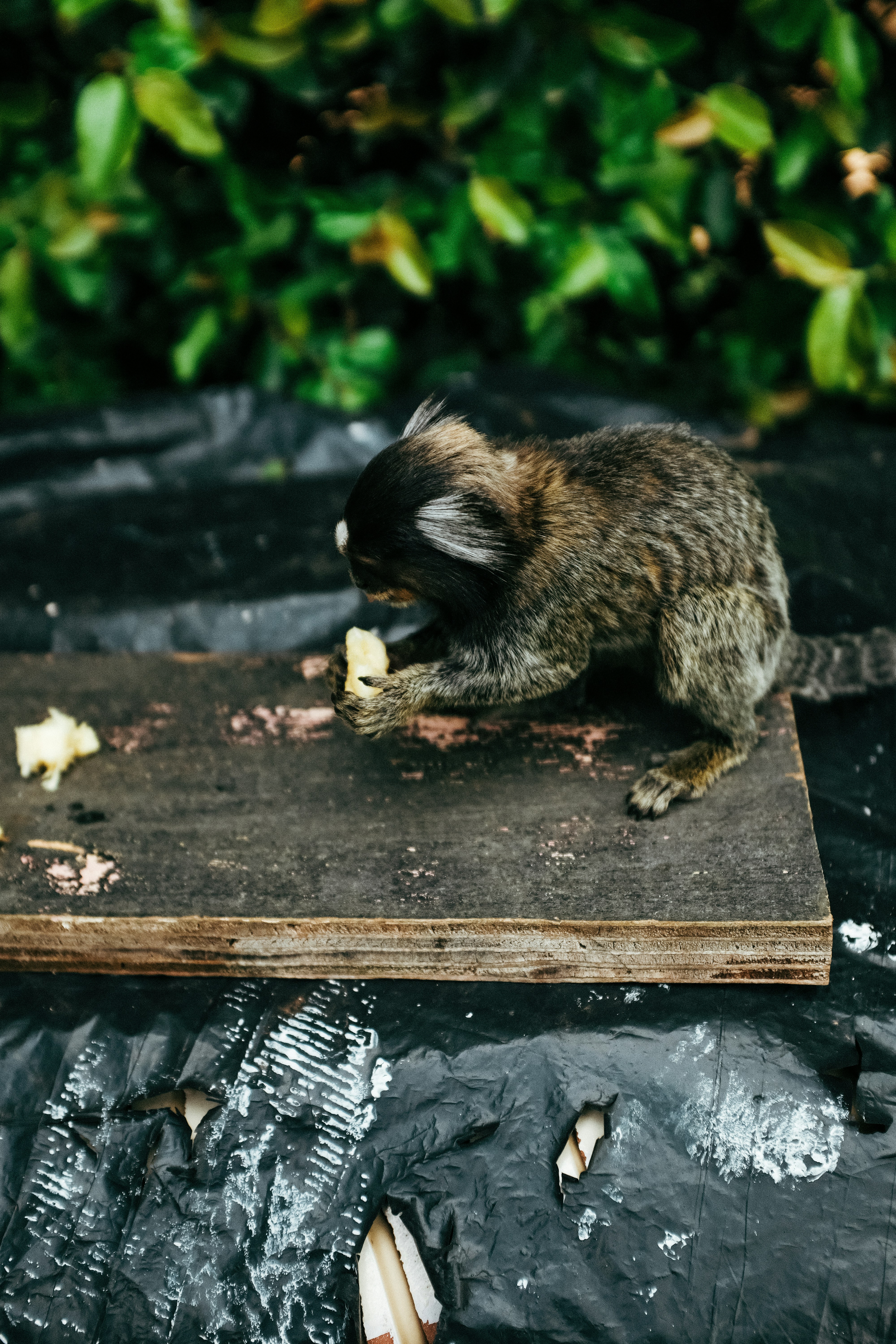 Tiny Gourmet on a Weathered Board: A Capuchin Sifts Snack in the Garden Shade