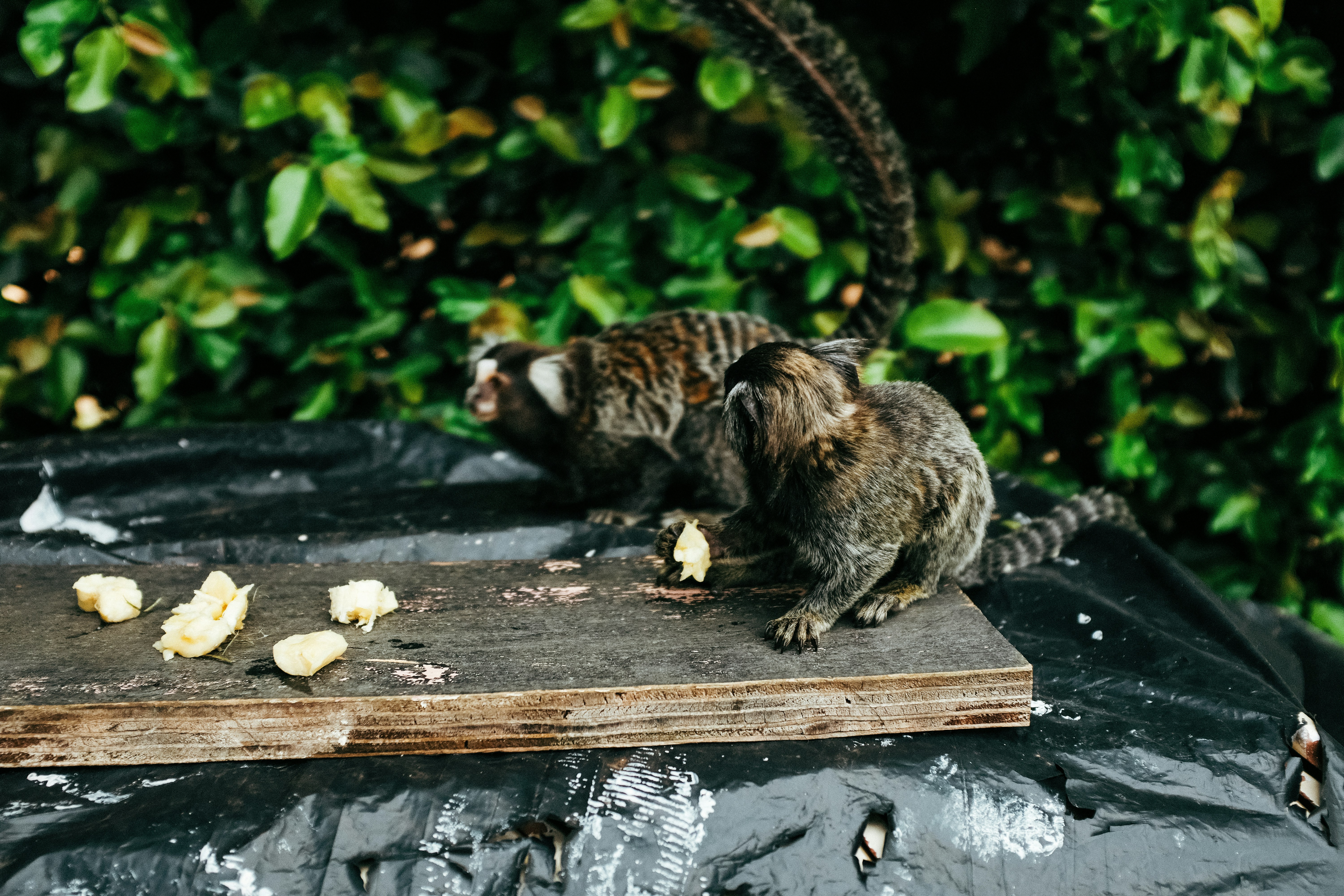 Snack Time on a Weathered Board: Squirrels Pause Amid Green Backdrop