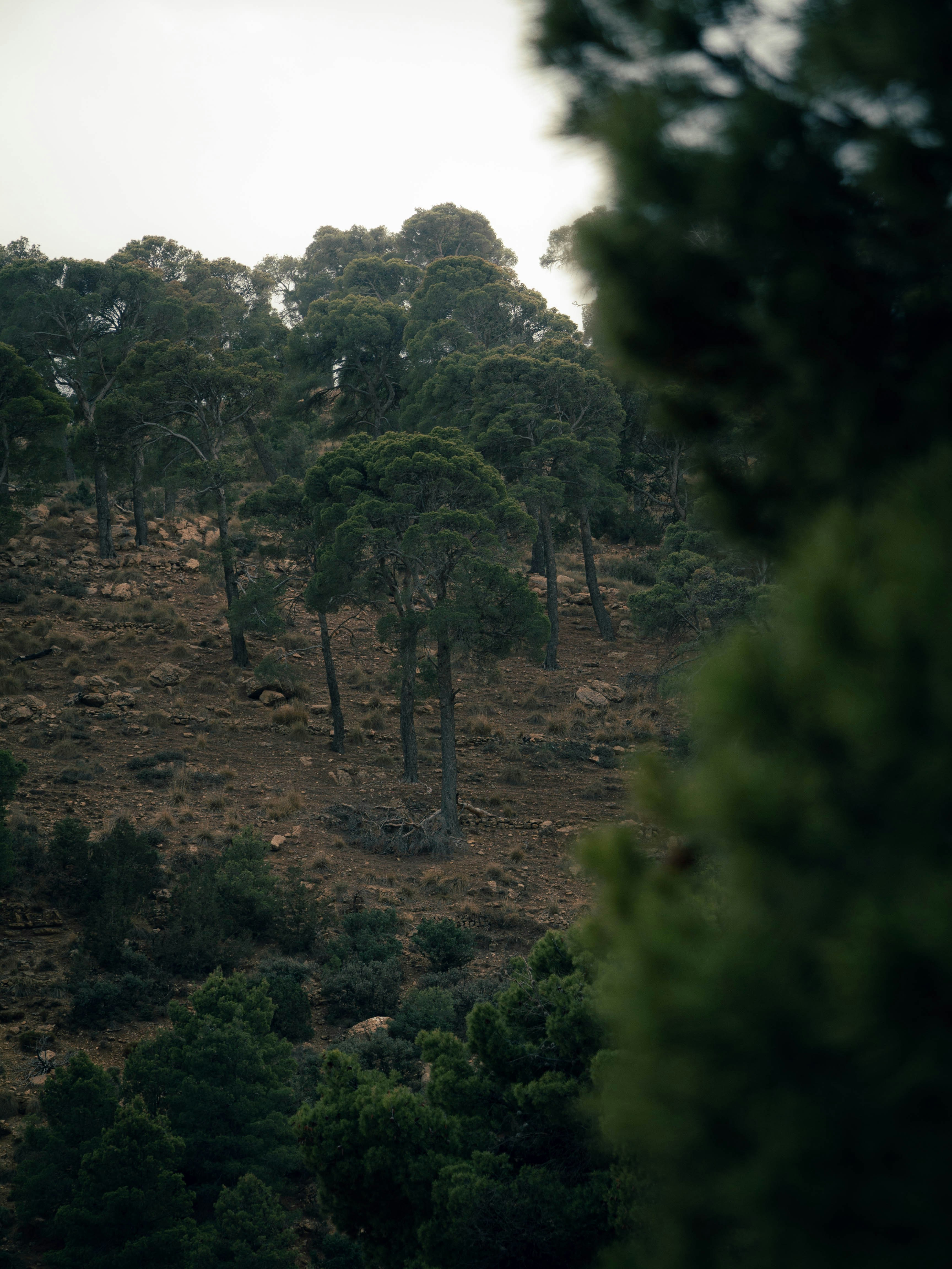 Ridgeline Pines in Soft Morning Light