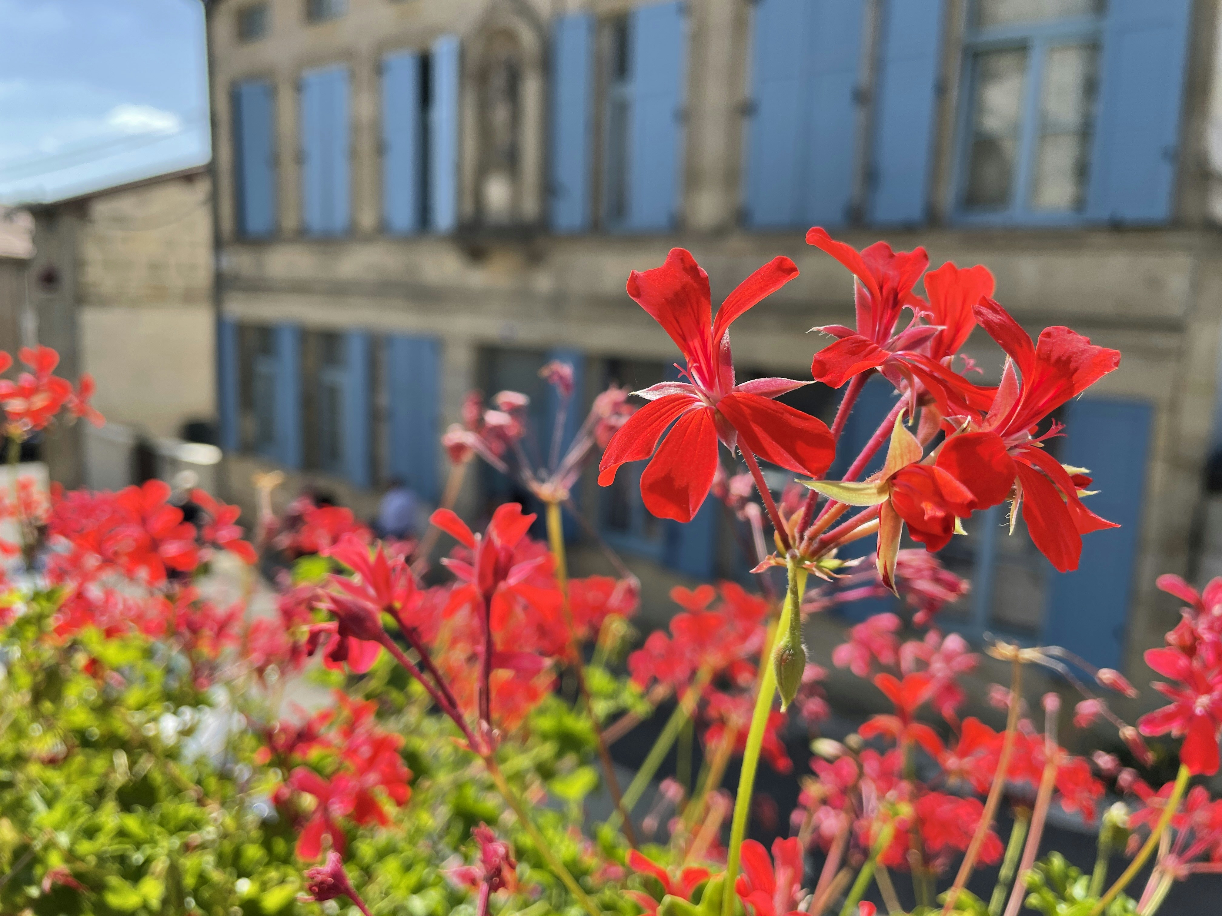 Crimson Geraniums Framing a Sunlit City Facade