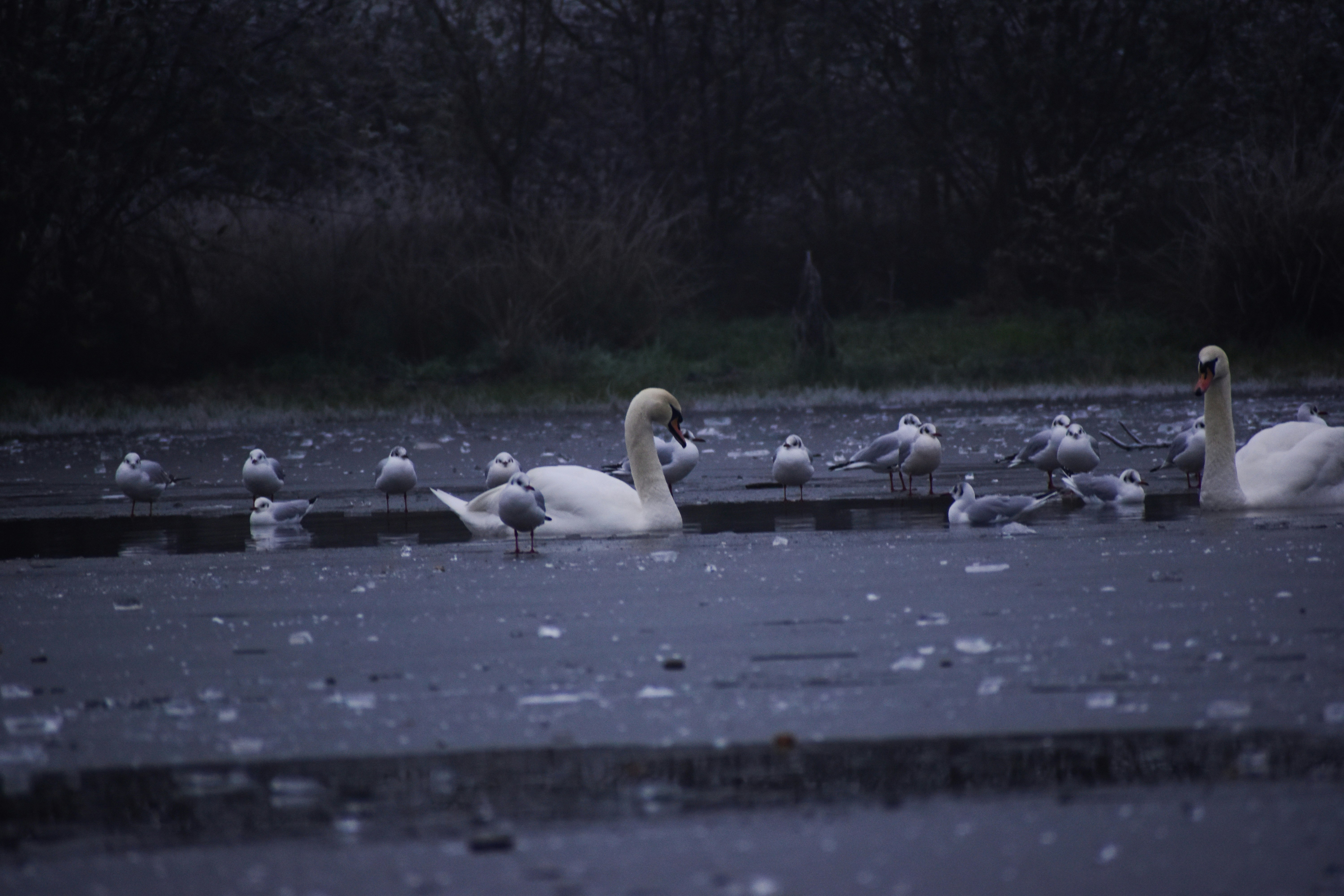 Two elegant swans glide gracefully through a misty pond surrounded by a flock of gulls. The tranquil scene captures the harmony of nature in soft, muted tones.