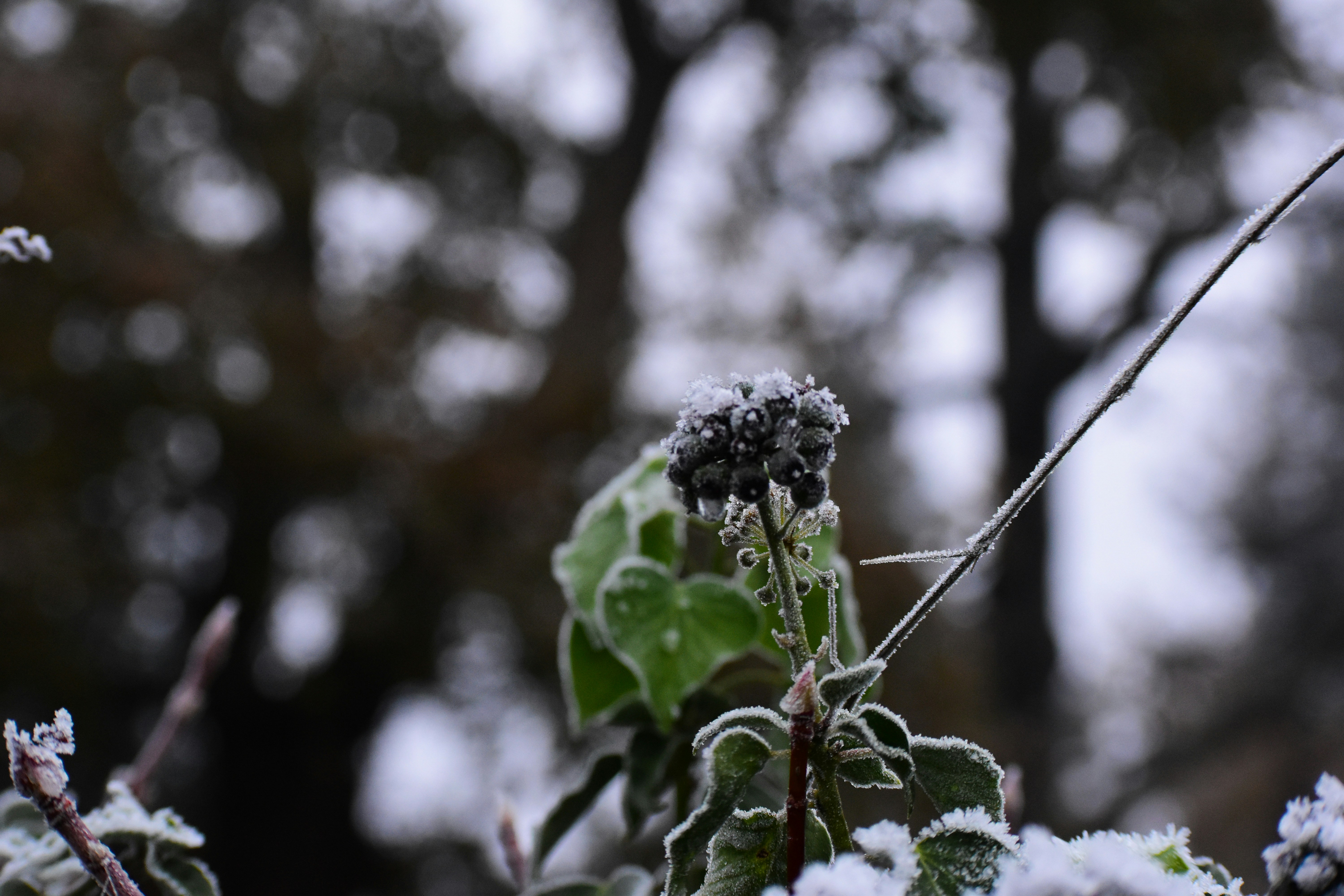 Frosted Bloom: A Frost-kissed Wildflower Reaches Toward Winter Light