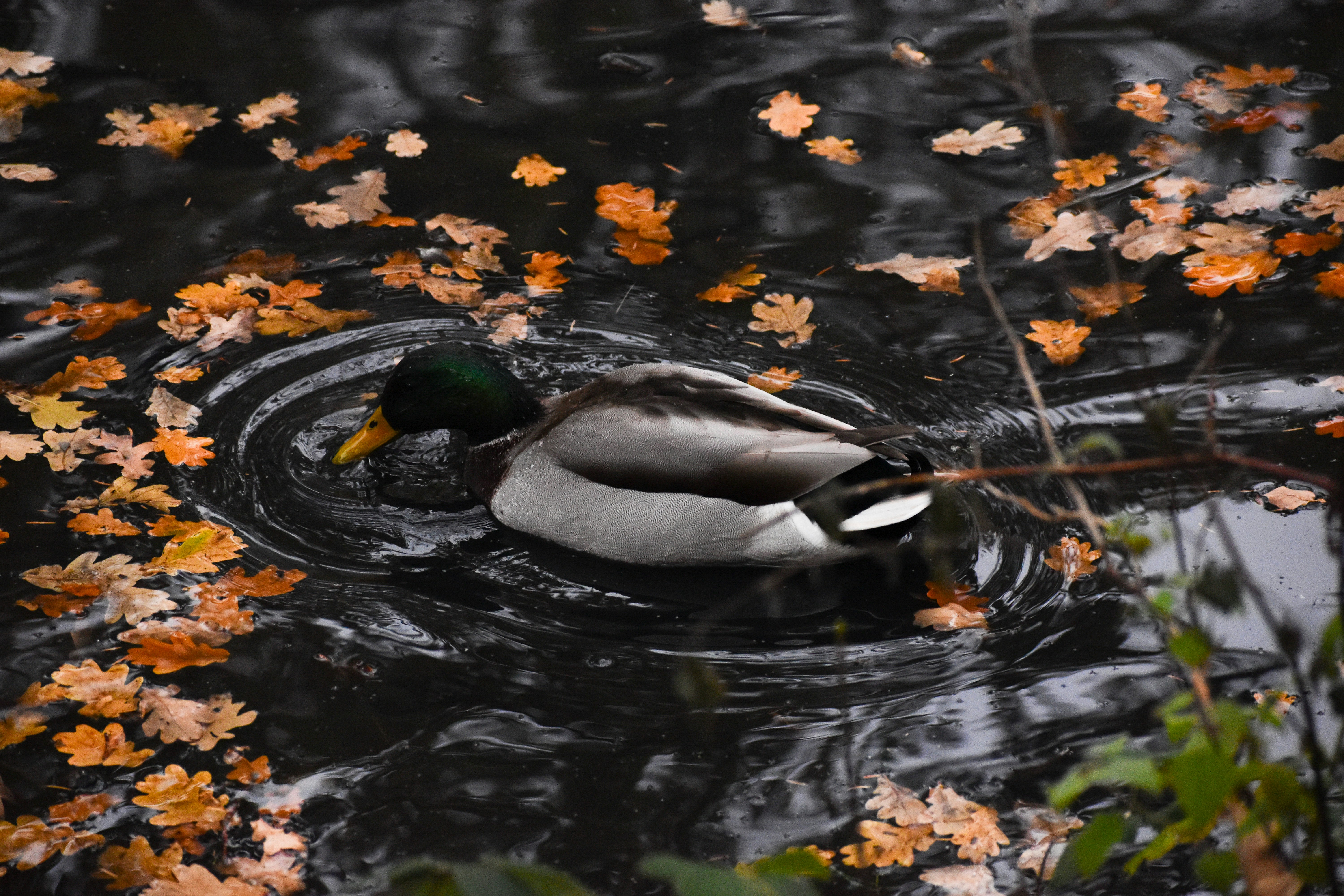 Floating Mallard Amid Autumn Ripples