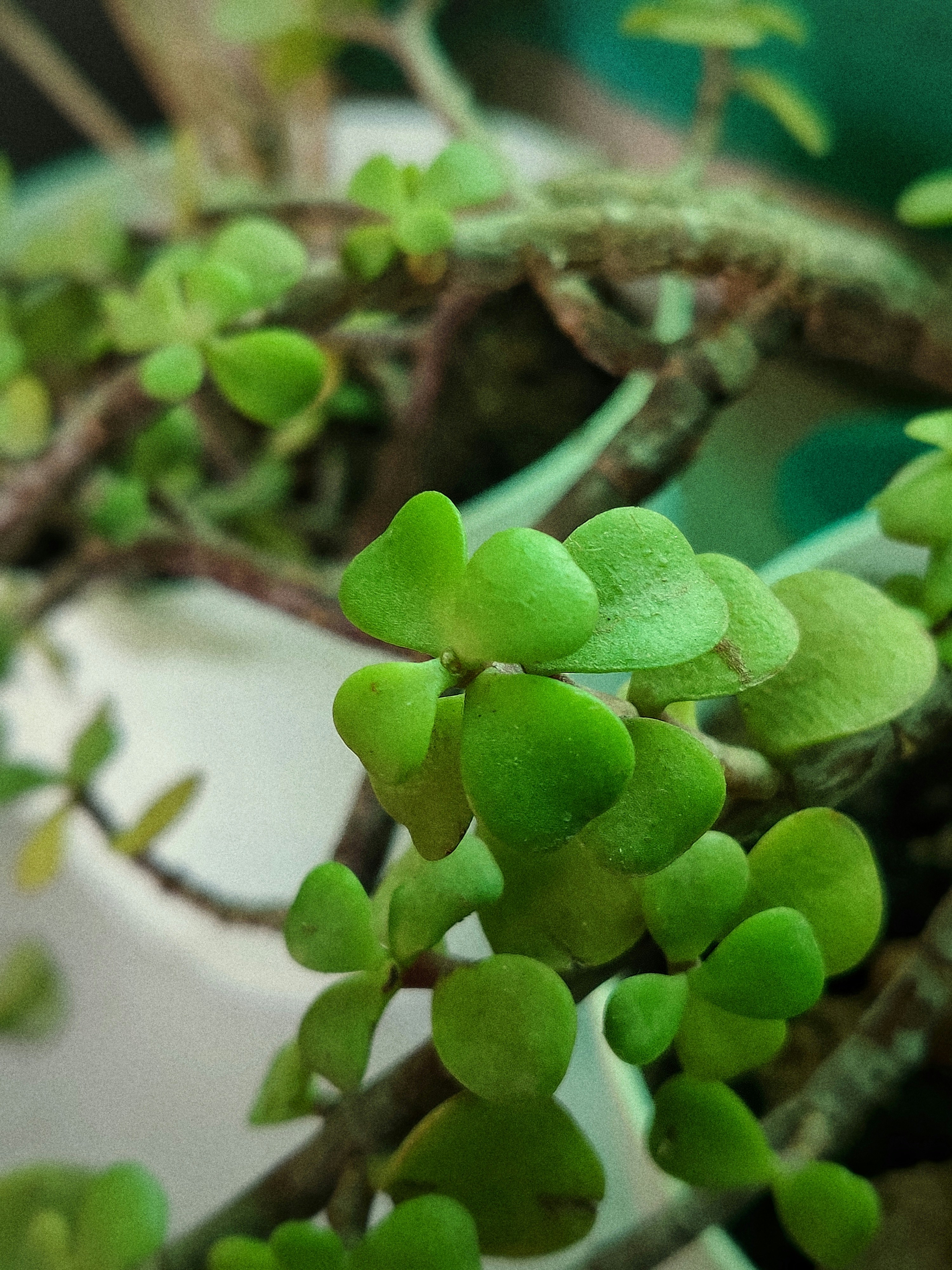 Close-up of vibrant green leaves and branches of a succulent plant, showcasing intricate textures and shapes.