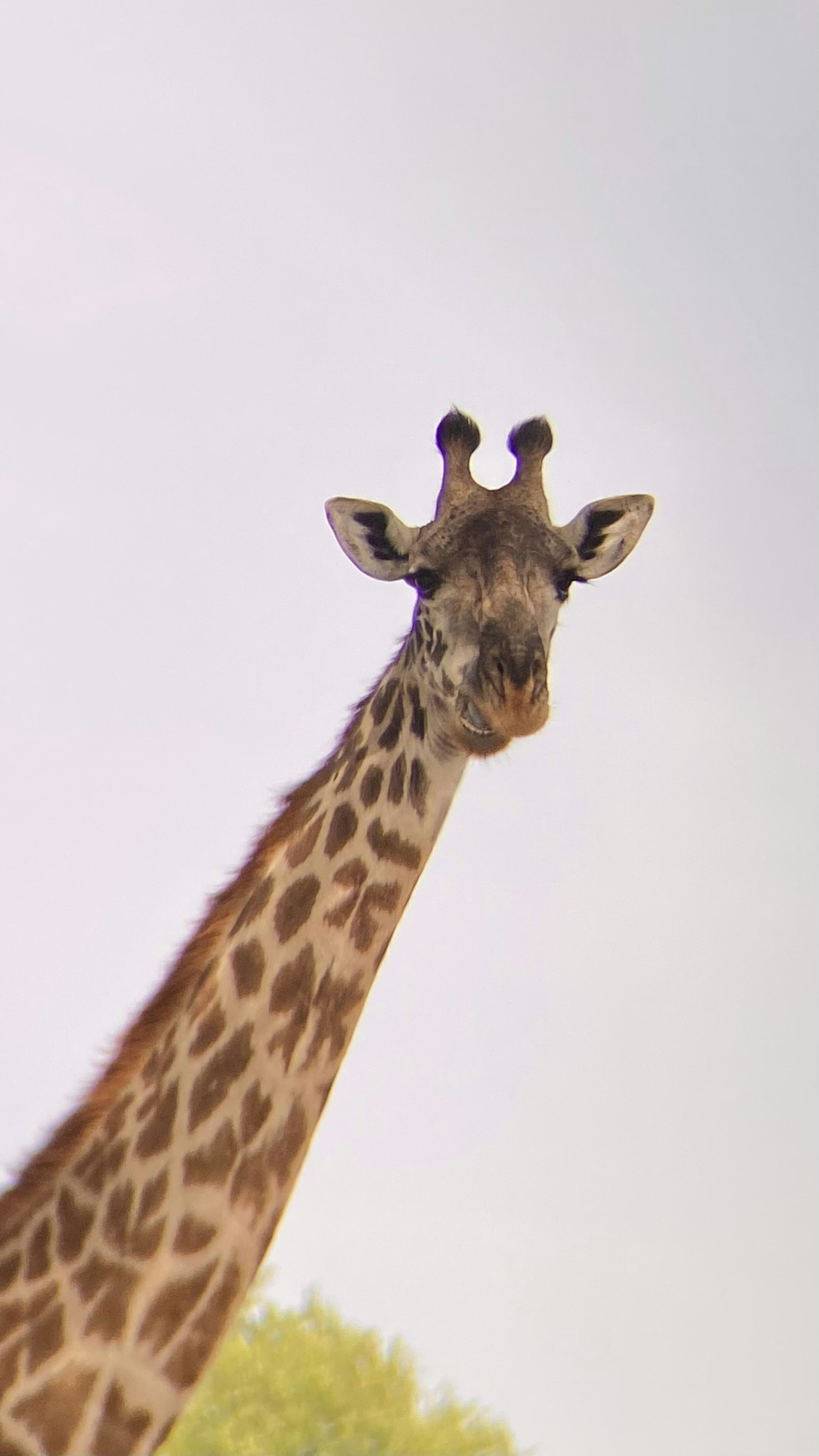 a tall giraffe standing next to a lush green forest