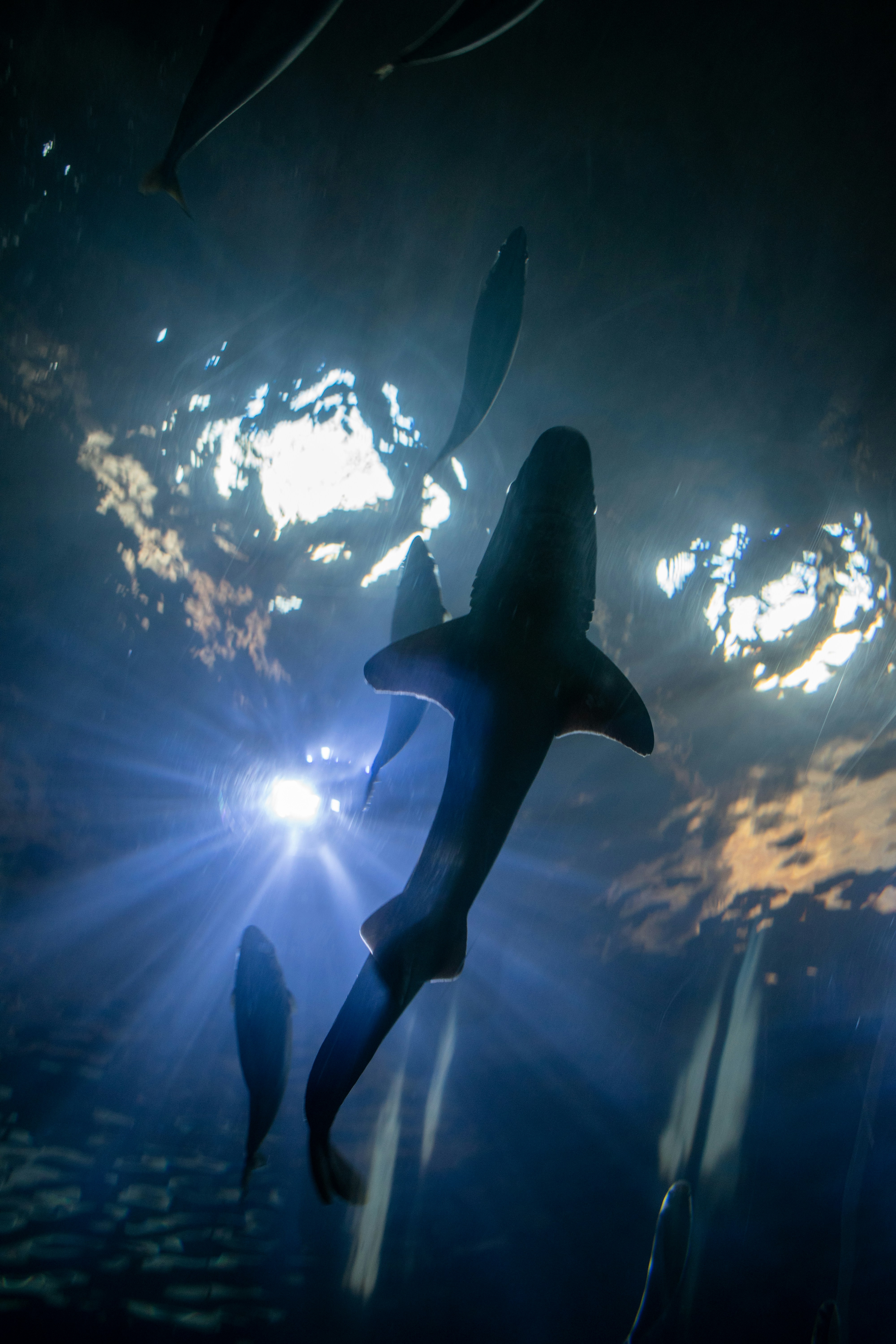 A group of sharks swimming under a cloudy sky photo – Free Oregon coast ...