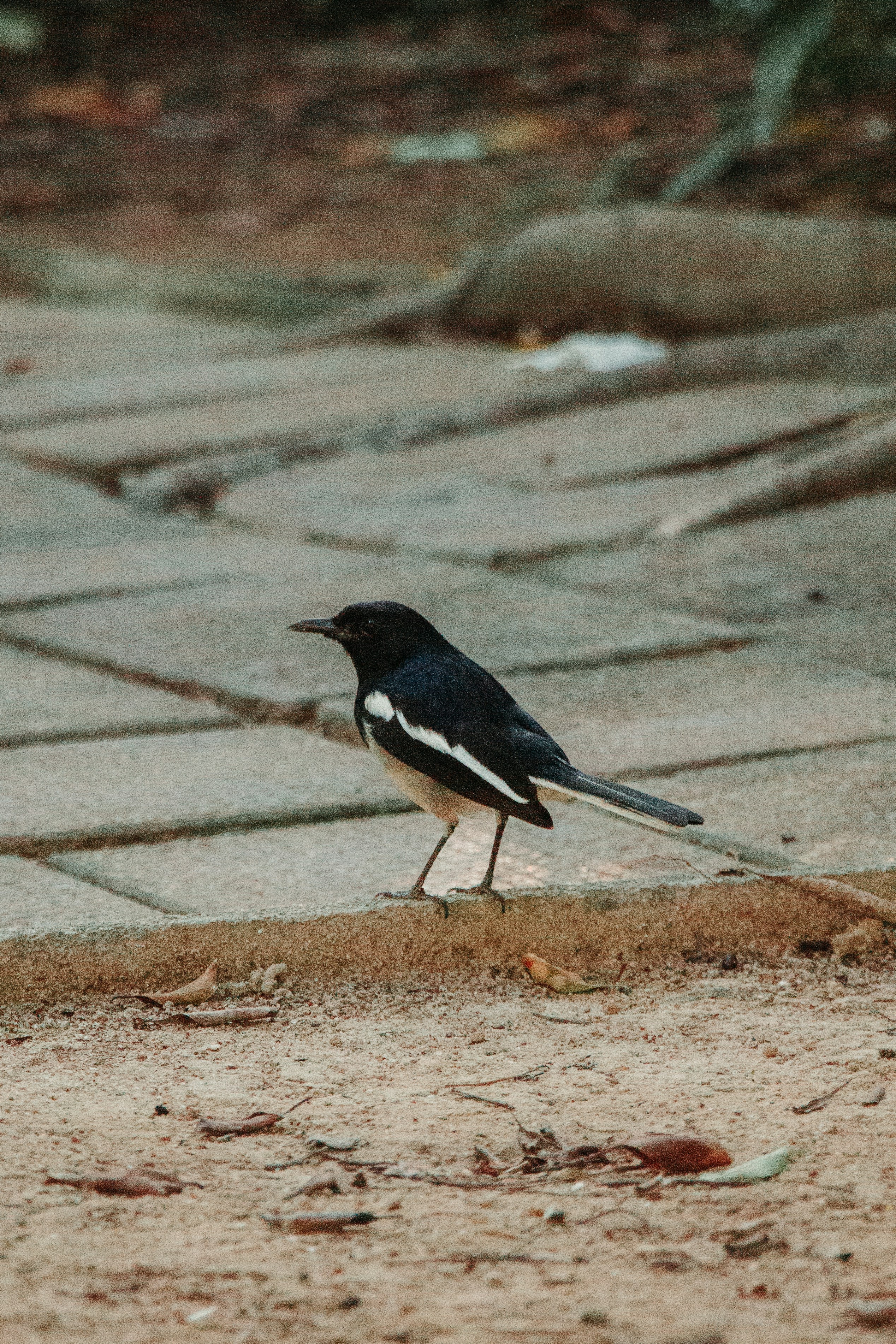 Pied Passerine on a Weathered Stone Path
