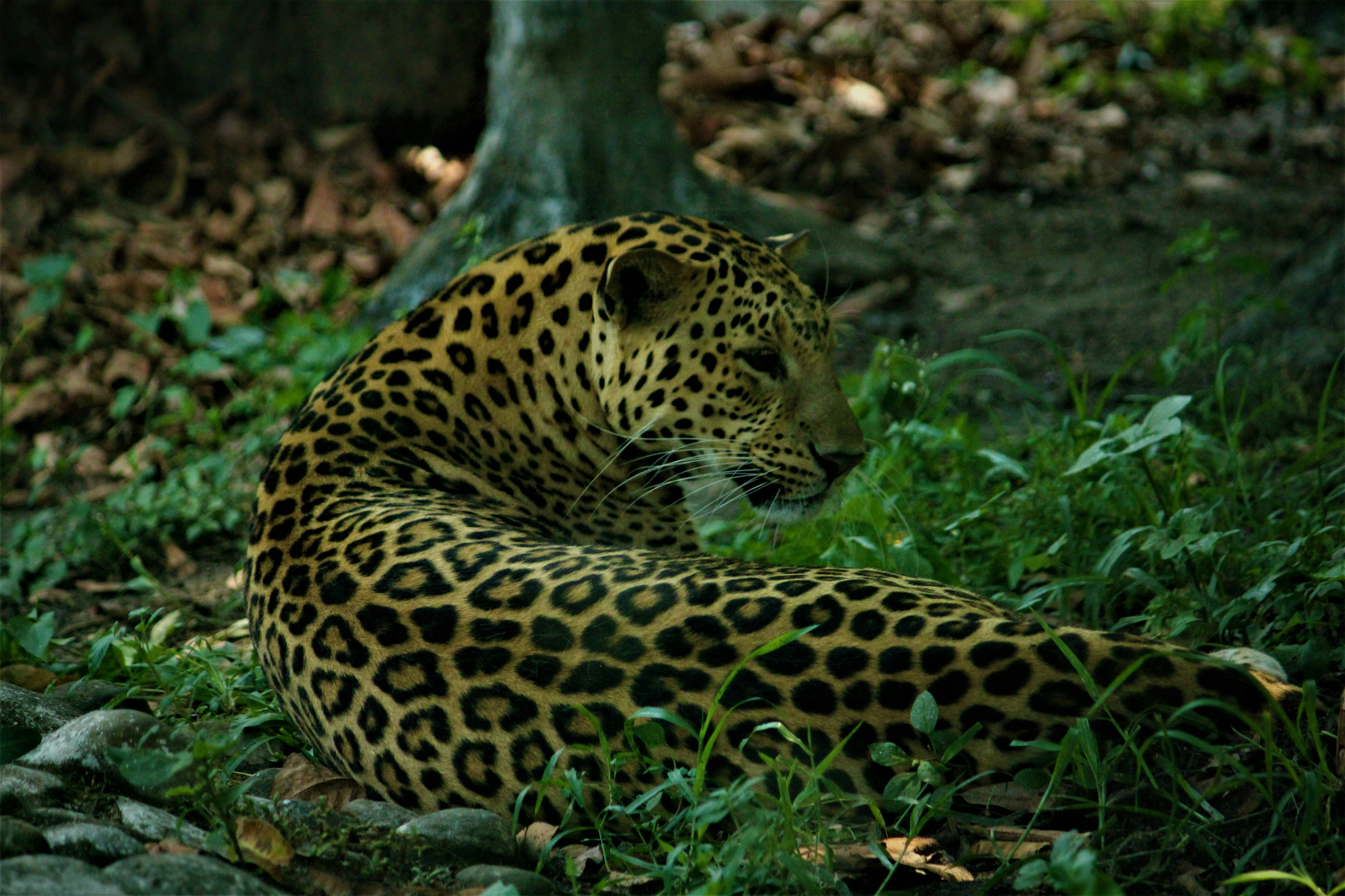 Leopard resting amidst lush greenery, its spotted coat contrasting with the forest floor.