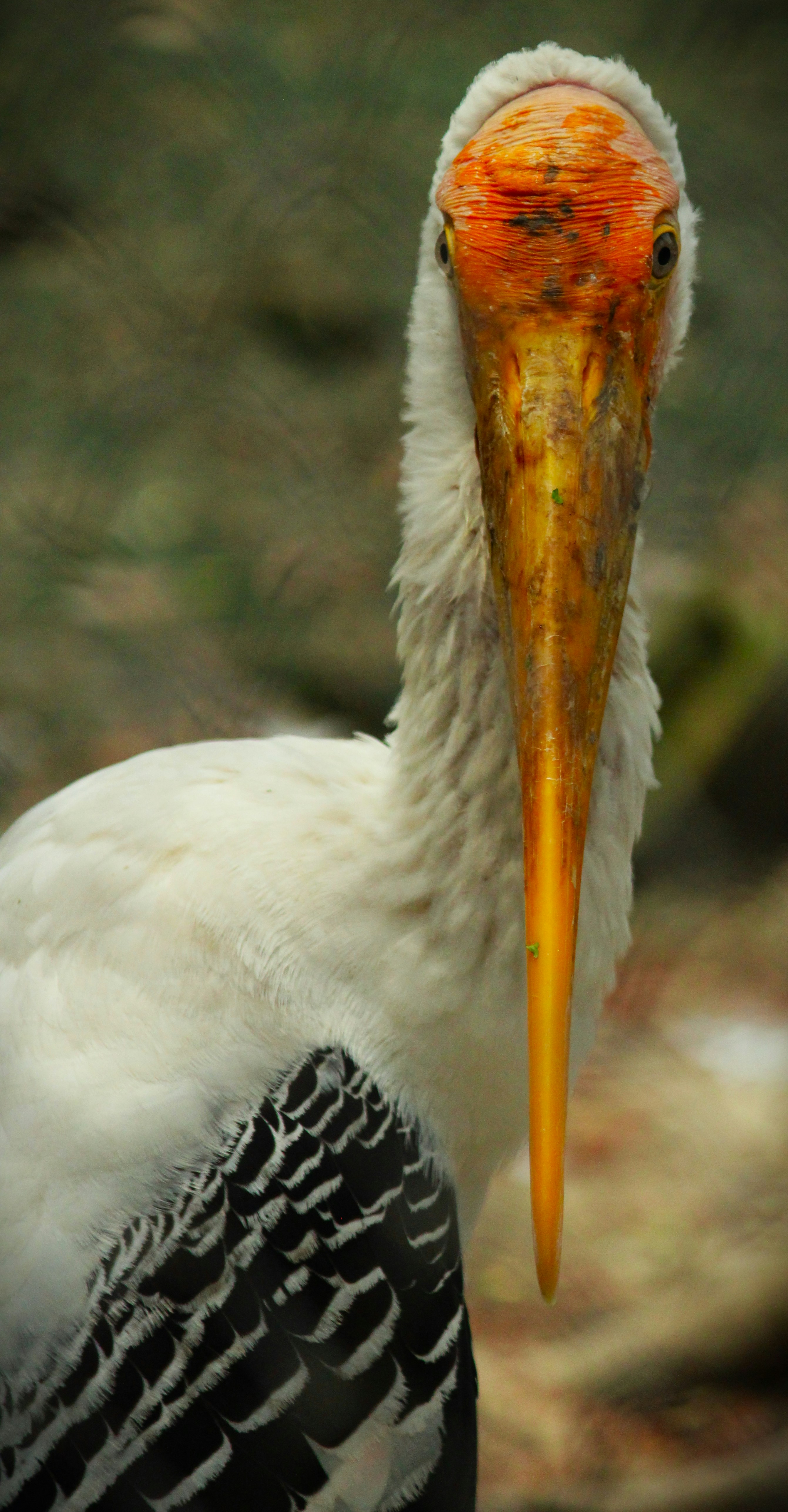 Facing the Lens: Close-Up Portrait of a Painted Stork