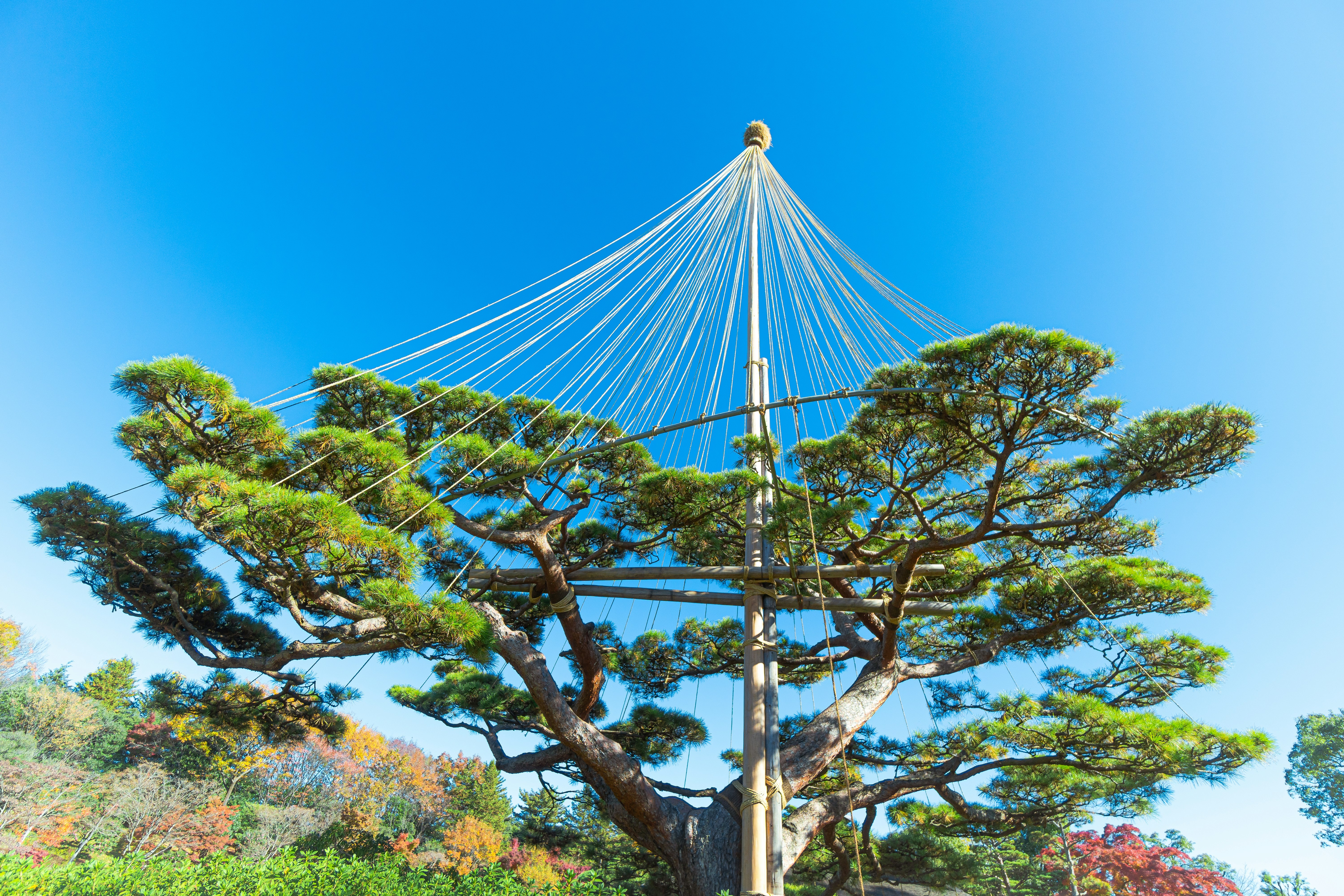 Yukizuri. (placing of ropes and wires around trees to protect them from breaking under the weight of snow)