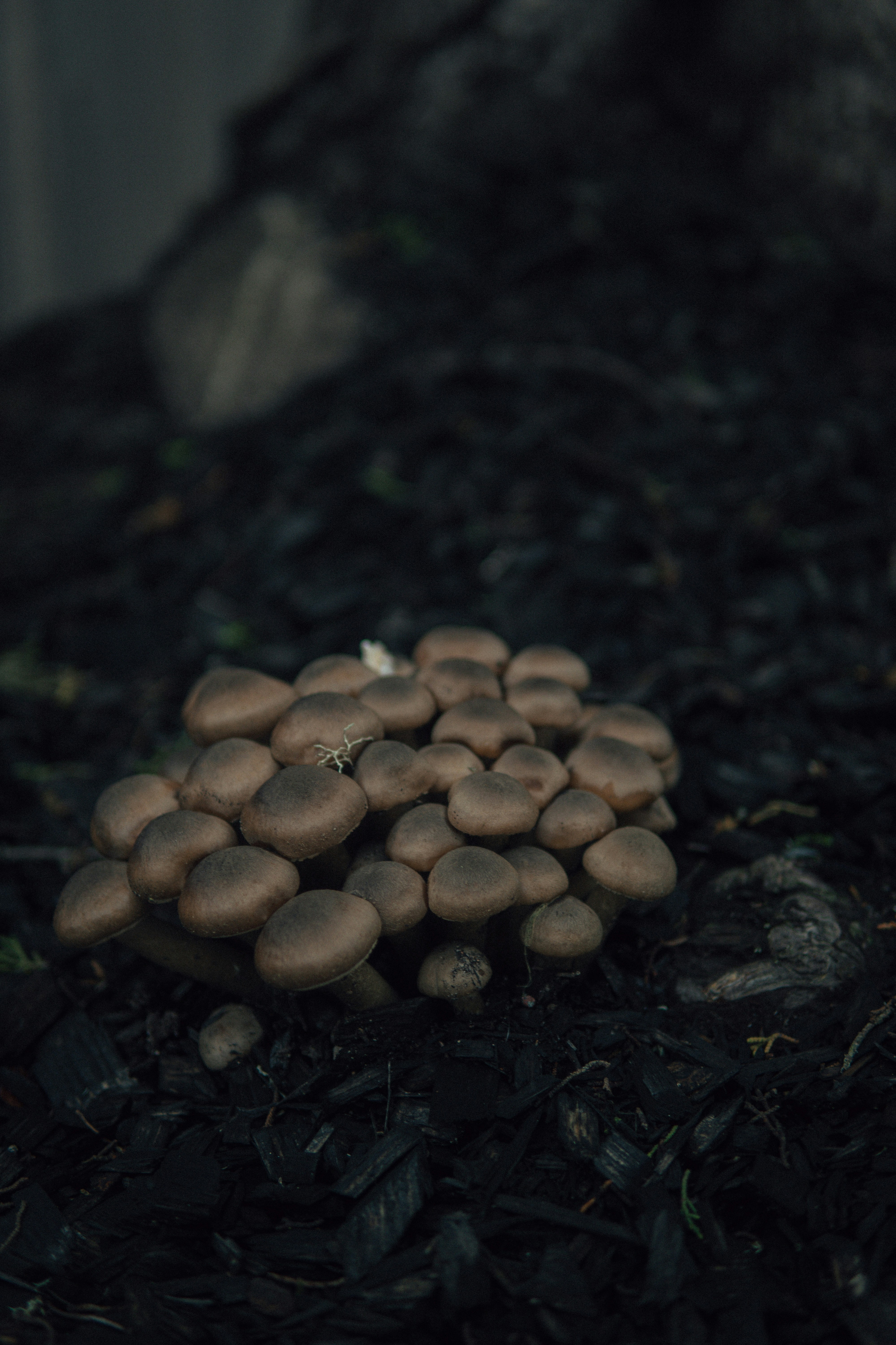Velvet Dark: A Cluster of Brown Mushrooms on Charred Forest Floor