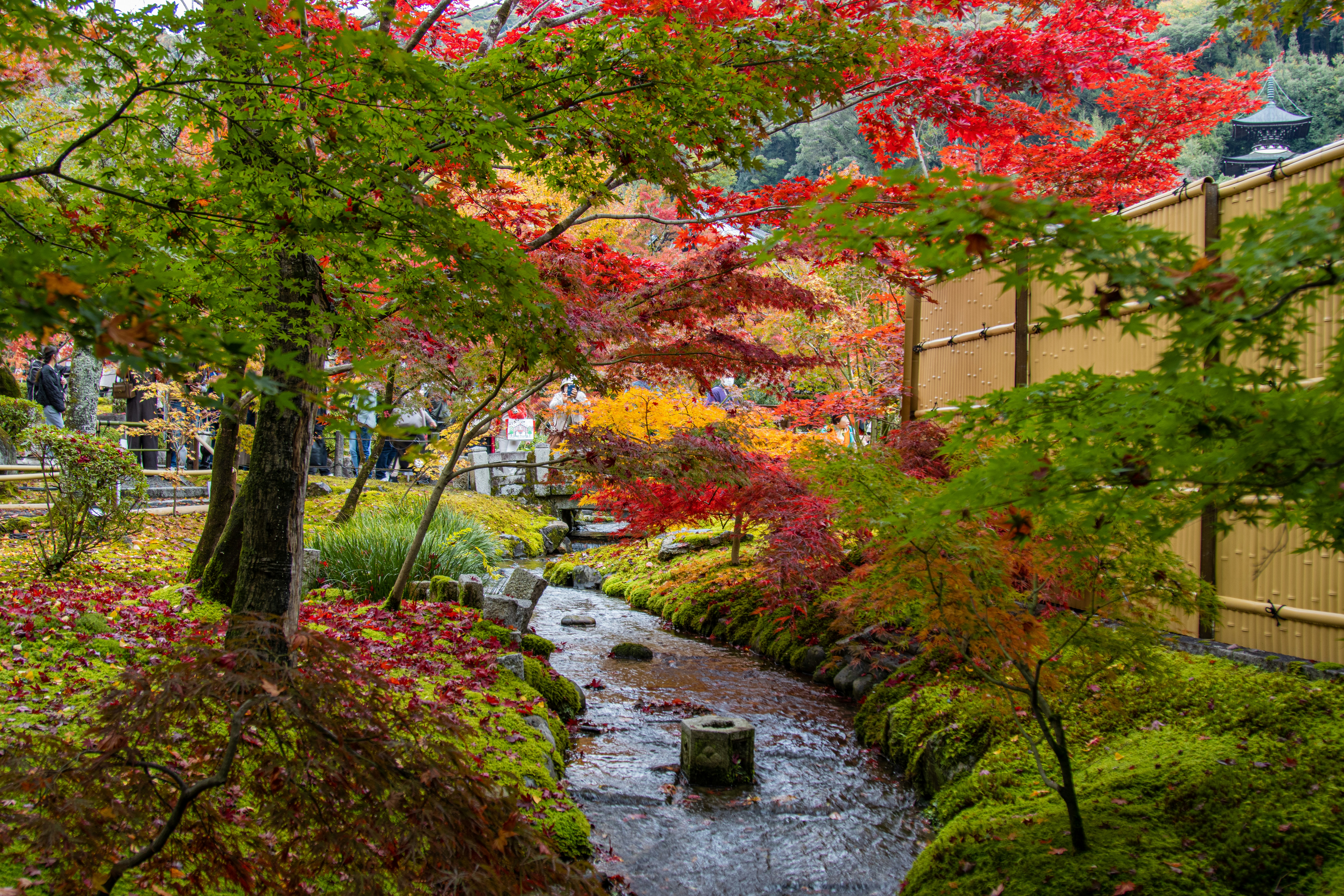 Autumn Flame Over a Serene Japanese Garden Stream