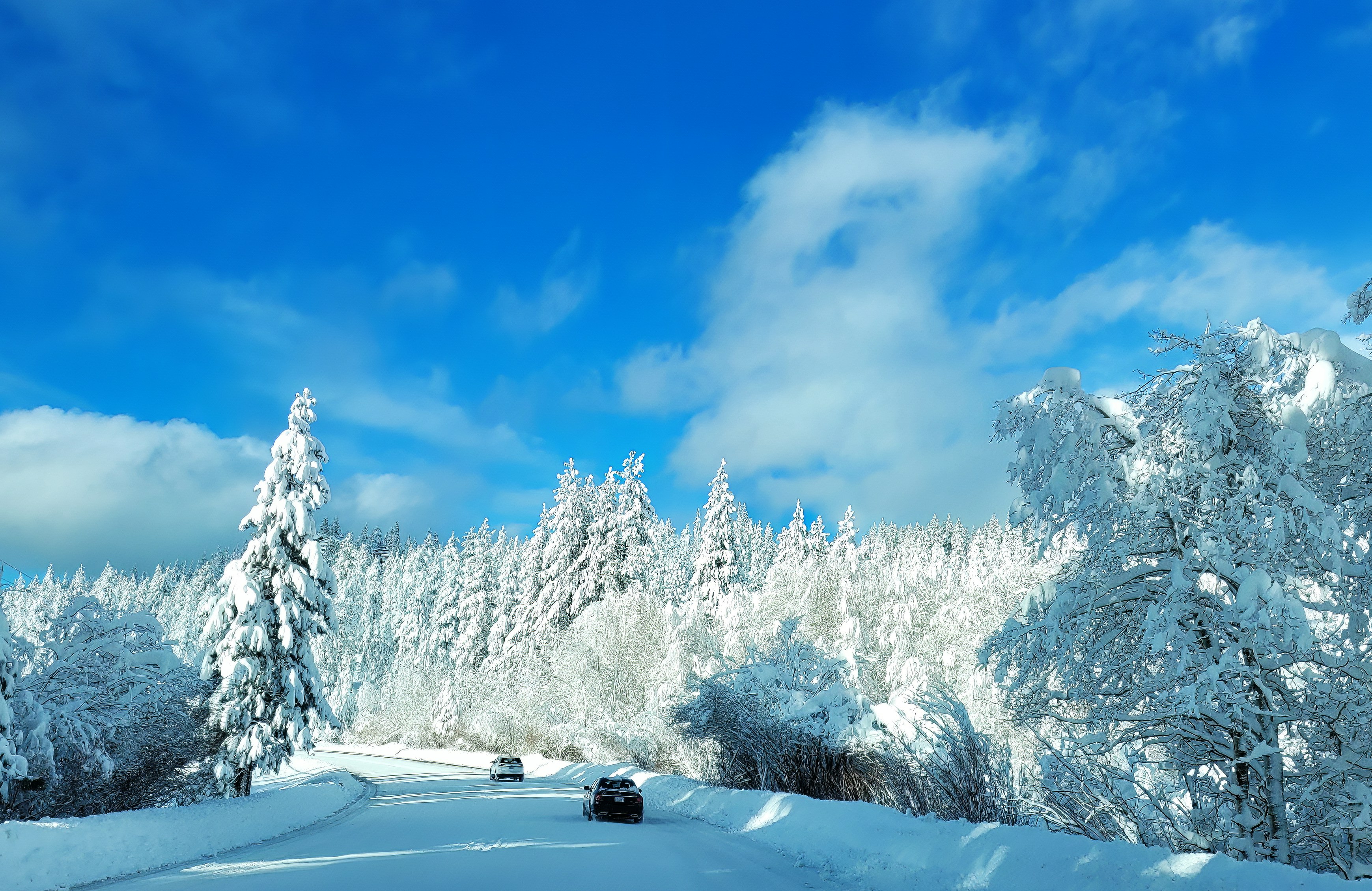 Snow-laden trees lining a winding road under a bright blue sky, inviting travelers into a tranquil winter landscape.