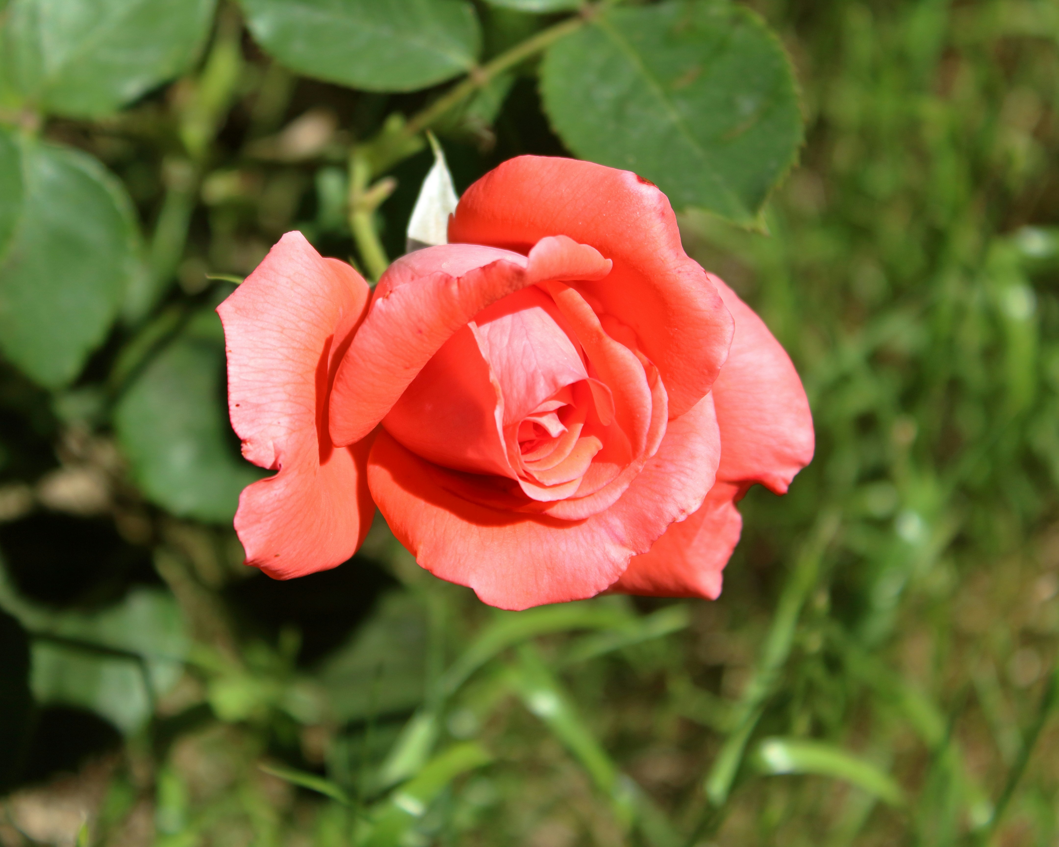 Une seule rose rouge qui fleurit dans un jardin photo – Photo Fleur ...