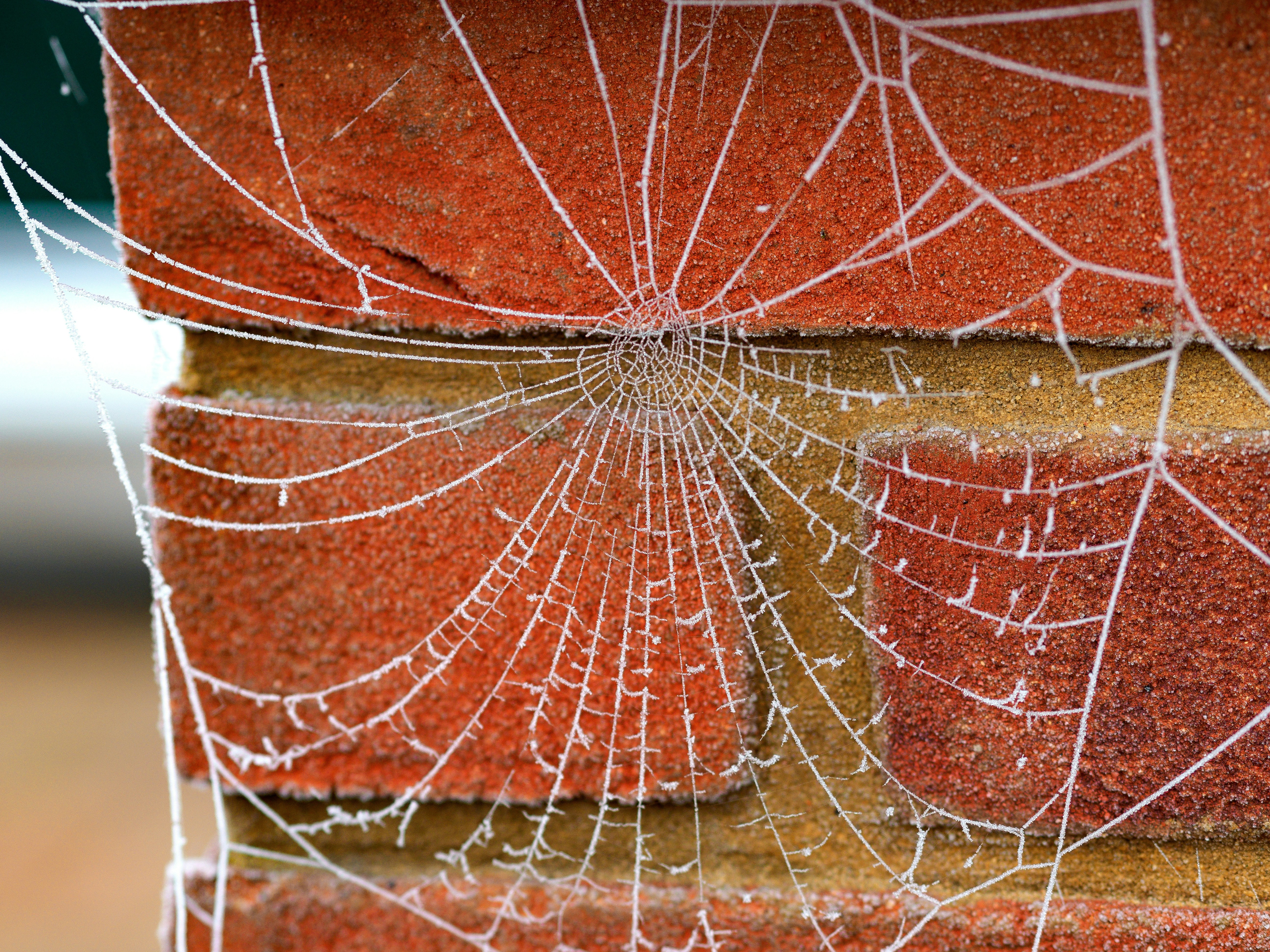 A close up of a spider web on a brick wall photo – Free Spider web ...
