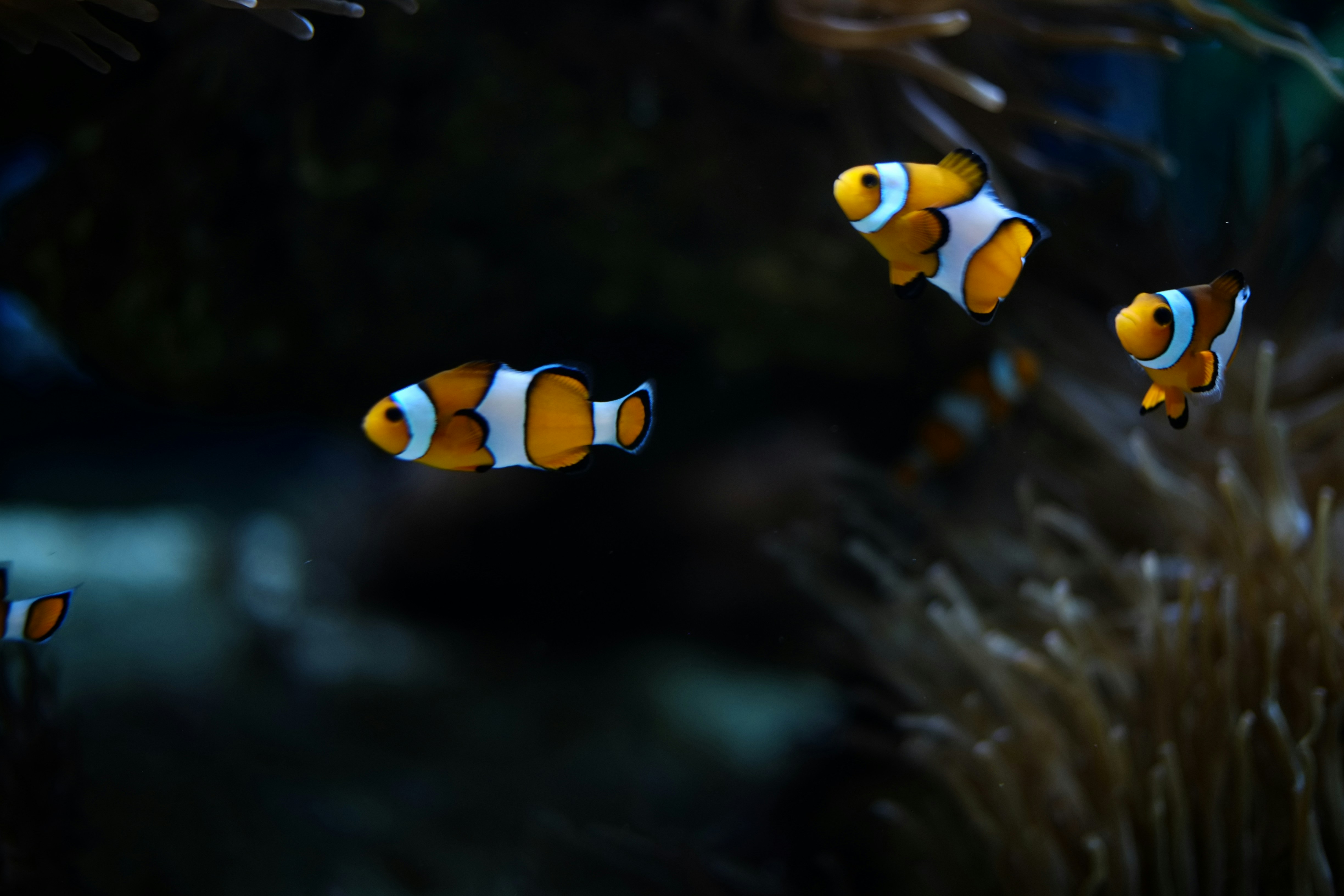 A group of clown fish swimming in an aquarium photo – Free Fish Image ...