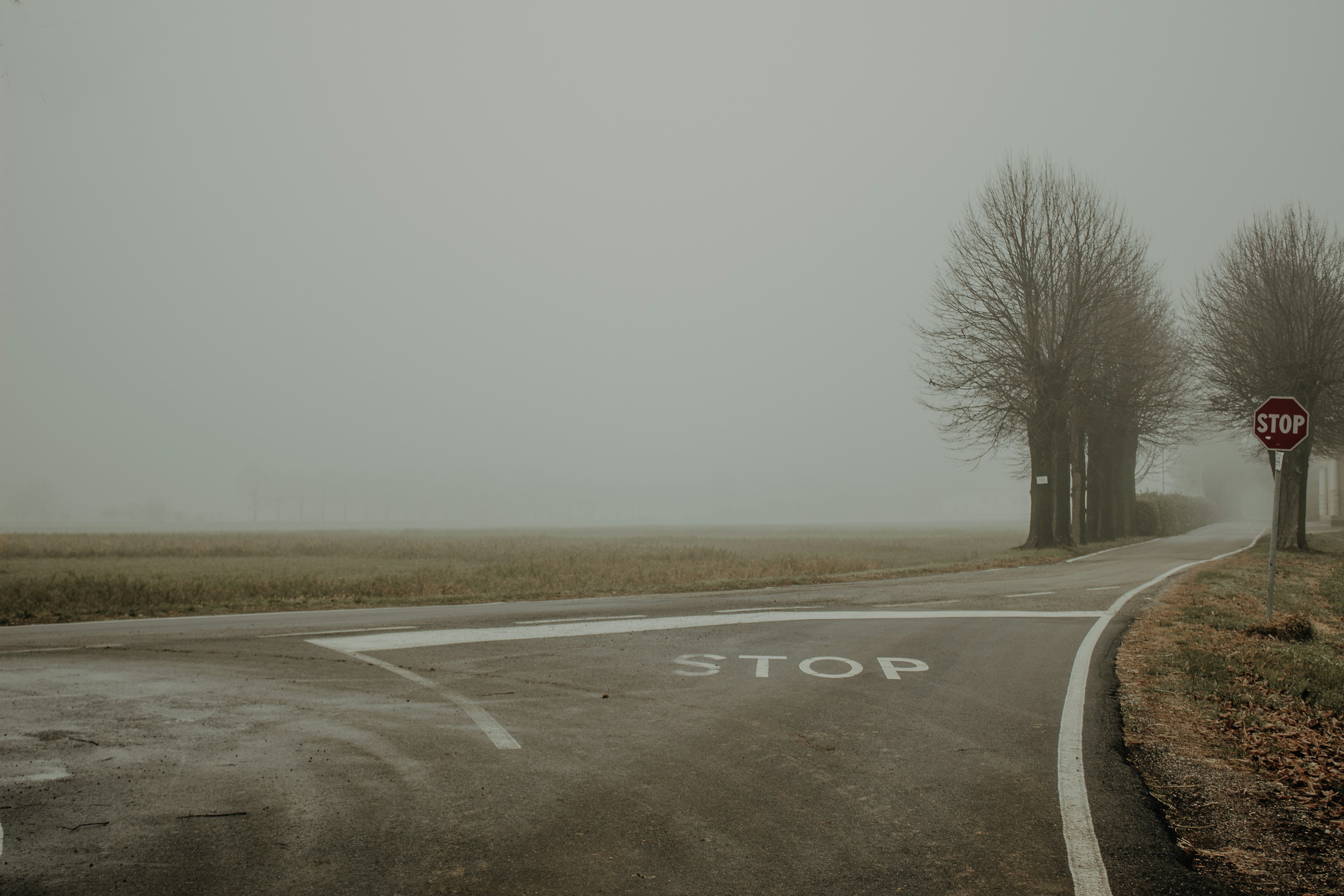 This evocative image captures a serene, foggy intersection with bare trees lining the road, creating a tranquil yet mysterious atmosphere. The muted colors of the landscape blend seamlessly with the soft, diffused lighting, enhancing the sense of calm and stillness. The prominent 'STOP' sign and road markings add a touch of structure to the otherwise ethereal scene, making it visually striking and introspective.