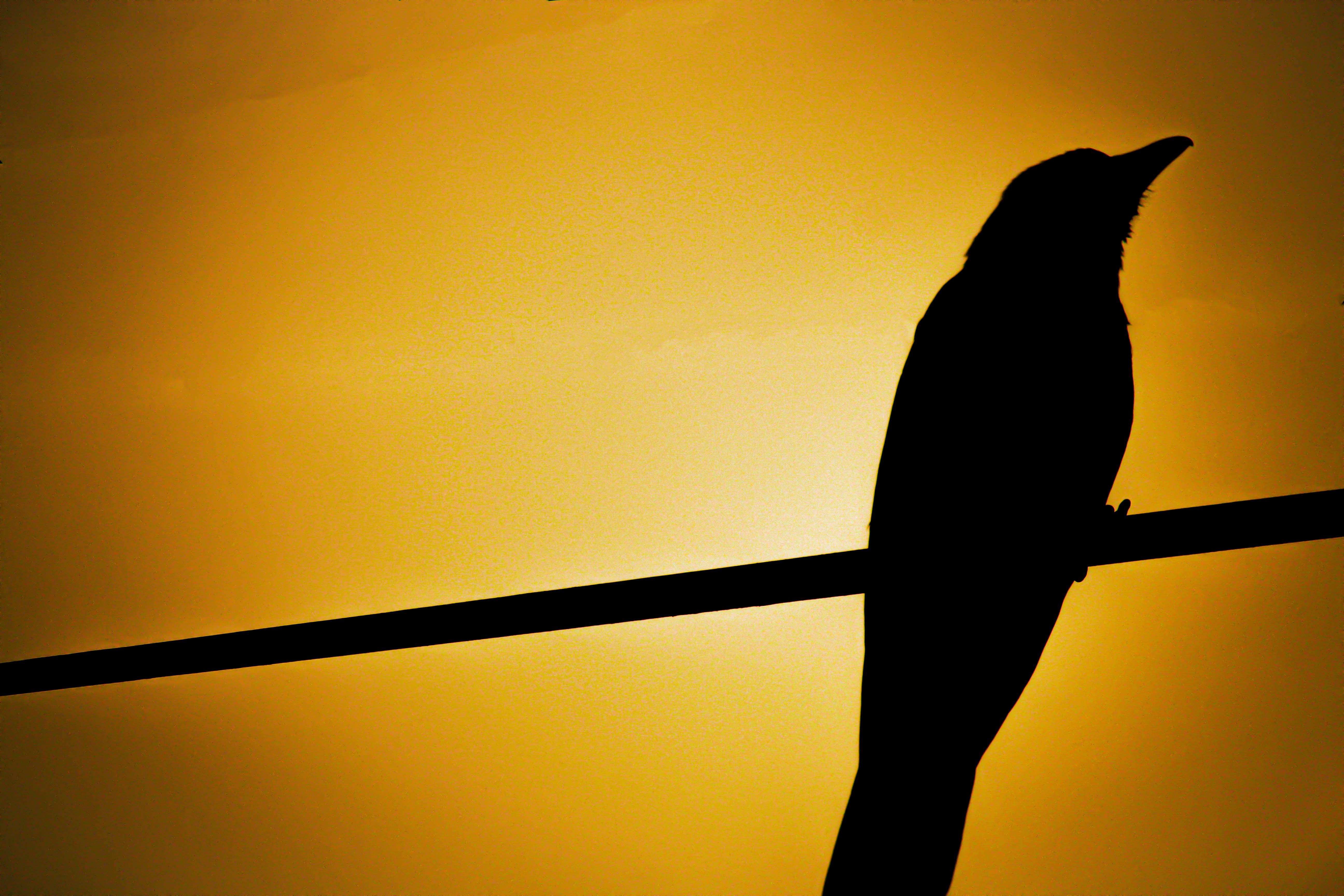 A Silhouette of a Crow.