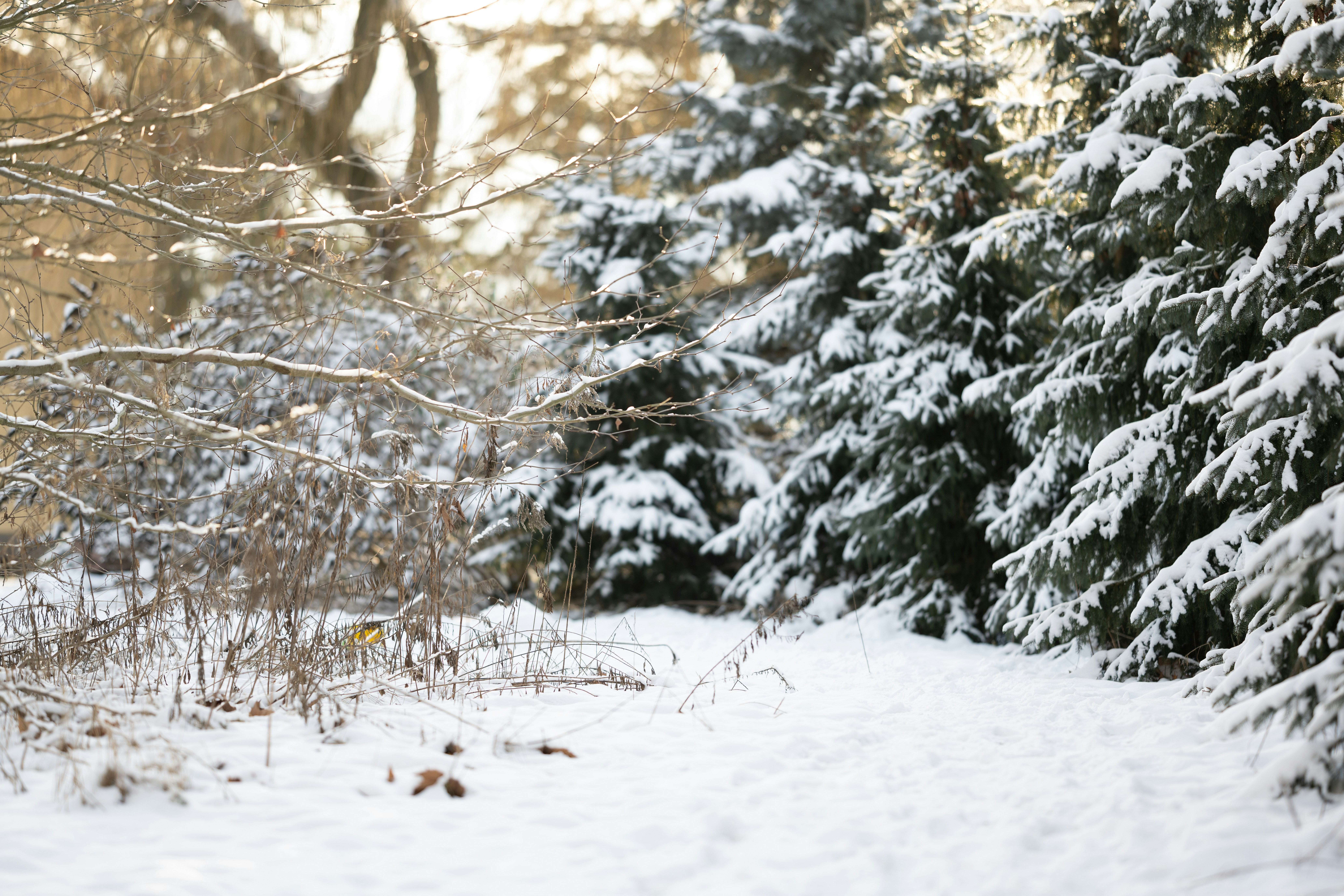 Sunlit Trail Through a Snow-Kissed Pine Forest