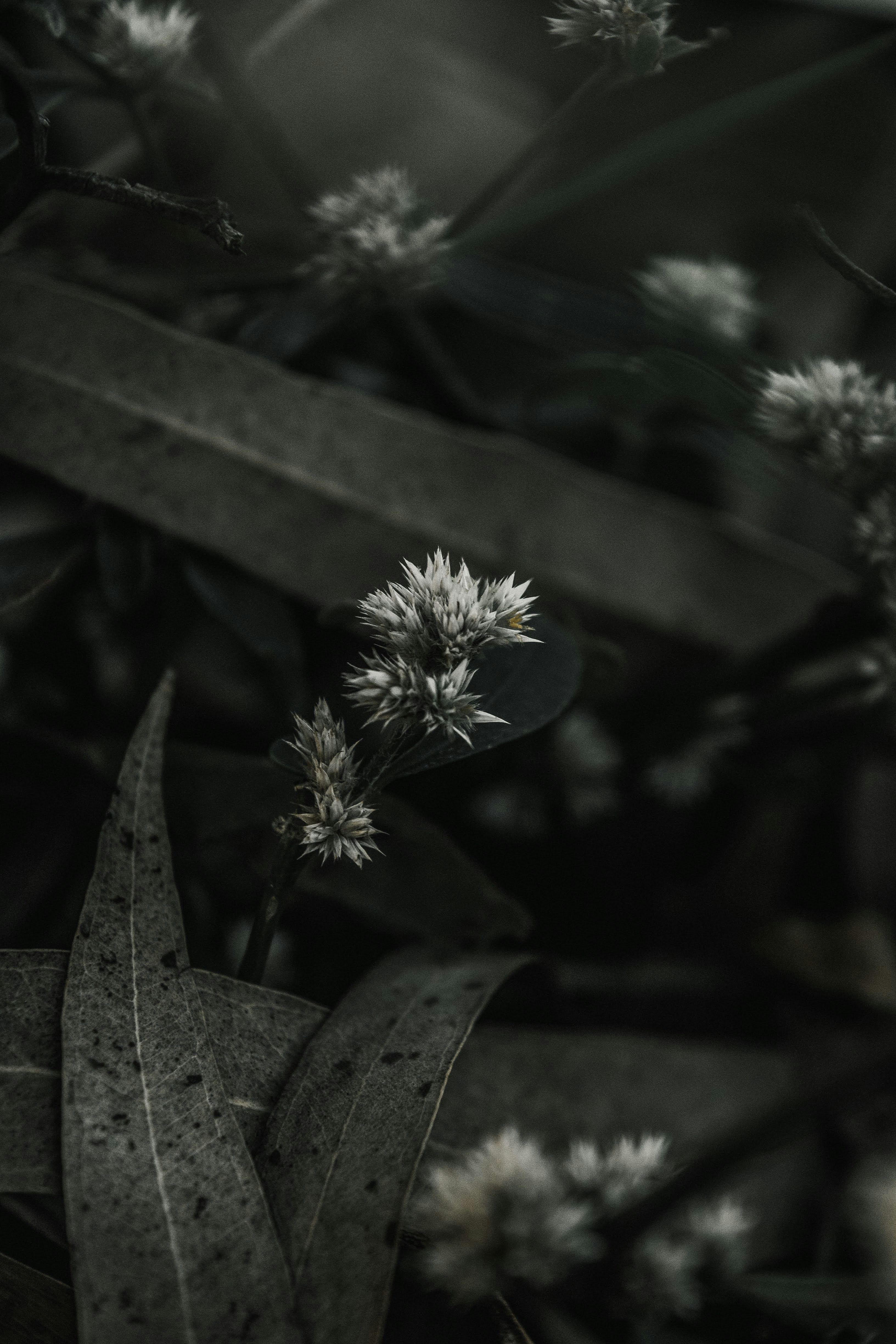 Imágenes de Sol Y Flor | Descarga imágenes gratuitas en Unsplash