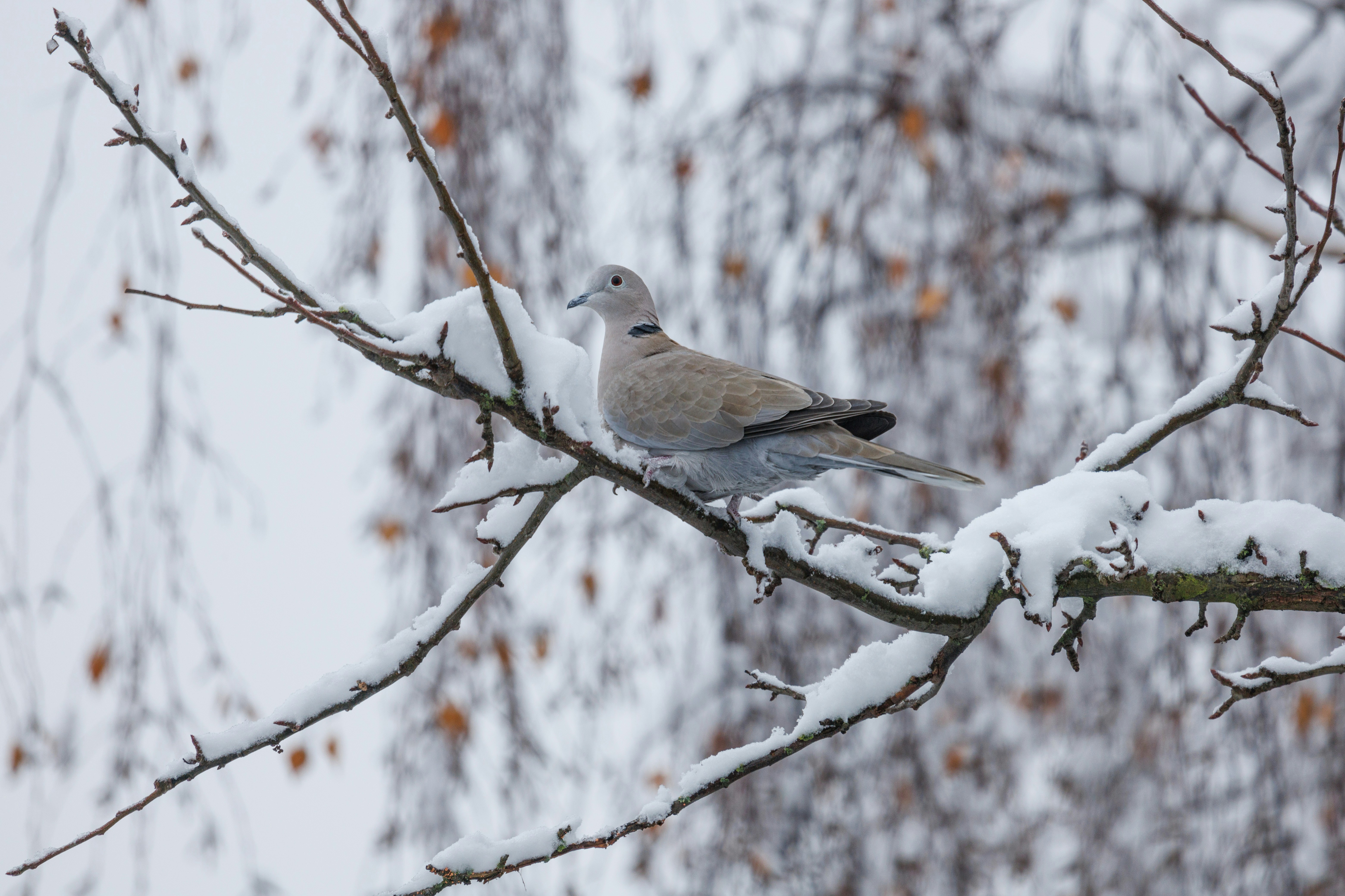 Snowbound Pigeon on Frosted Branch