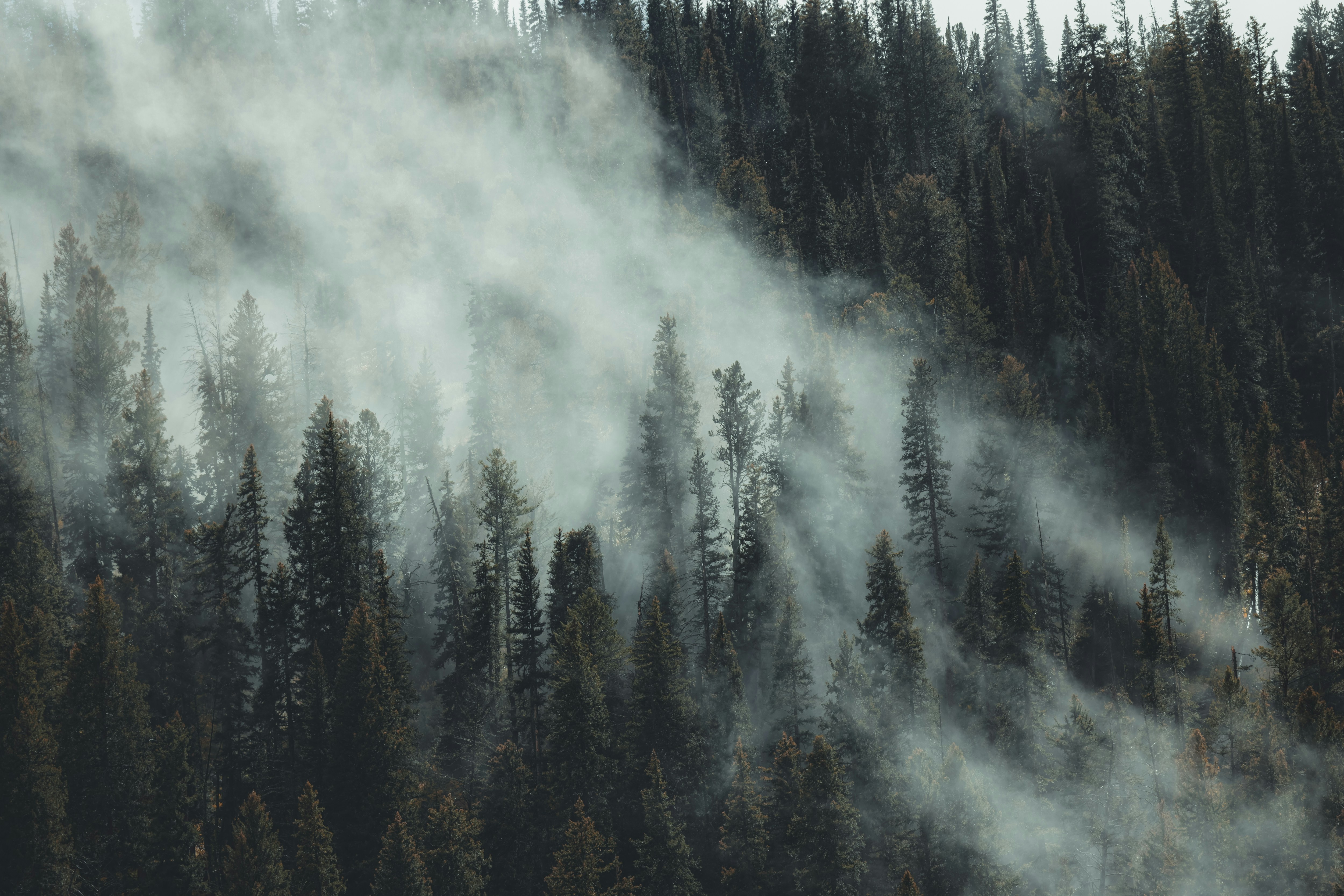 A forest covered in fog and smoggy trees photo – Free Woodland Image on ...