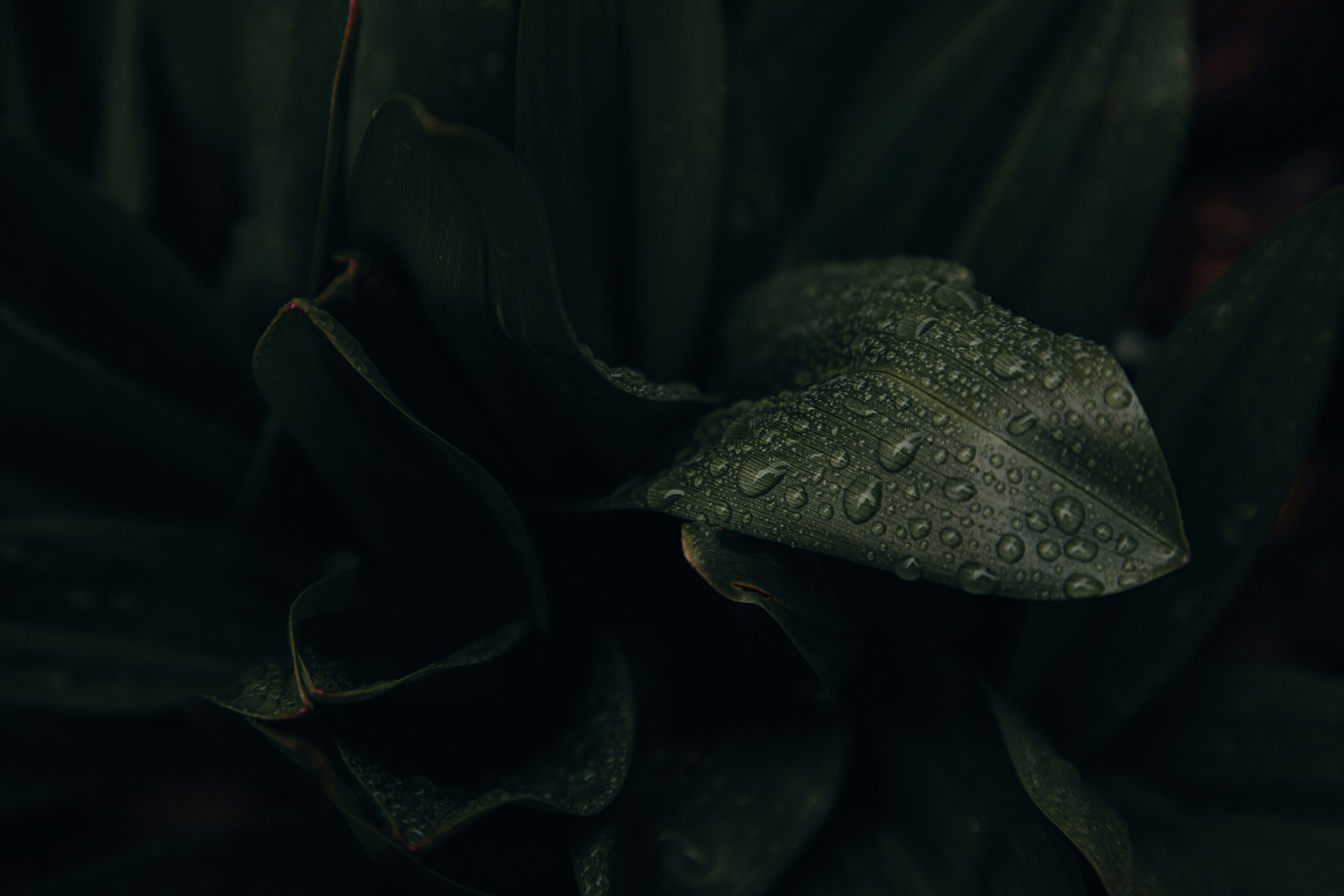 Green Plants Background Pictures | Download Free Images on Unsplash