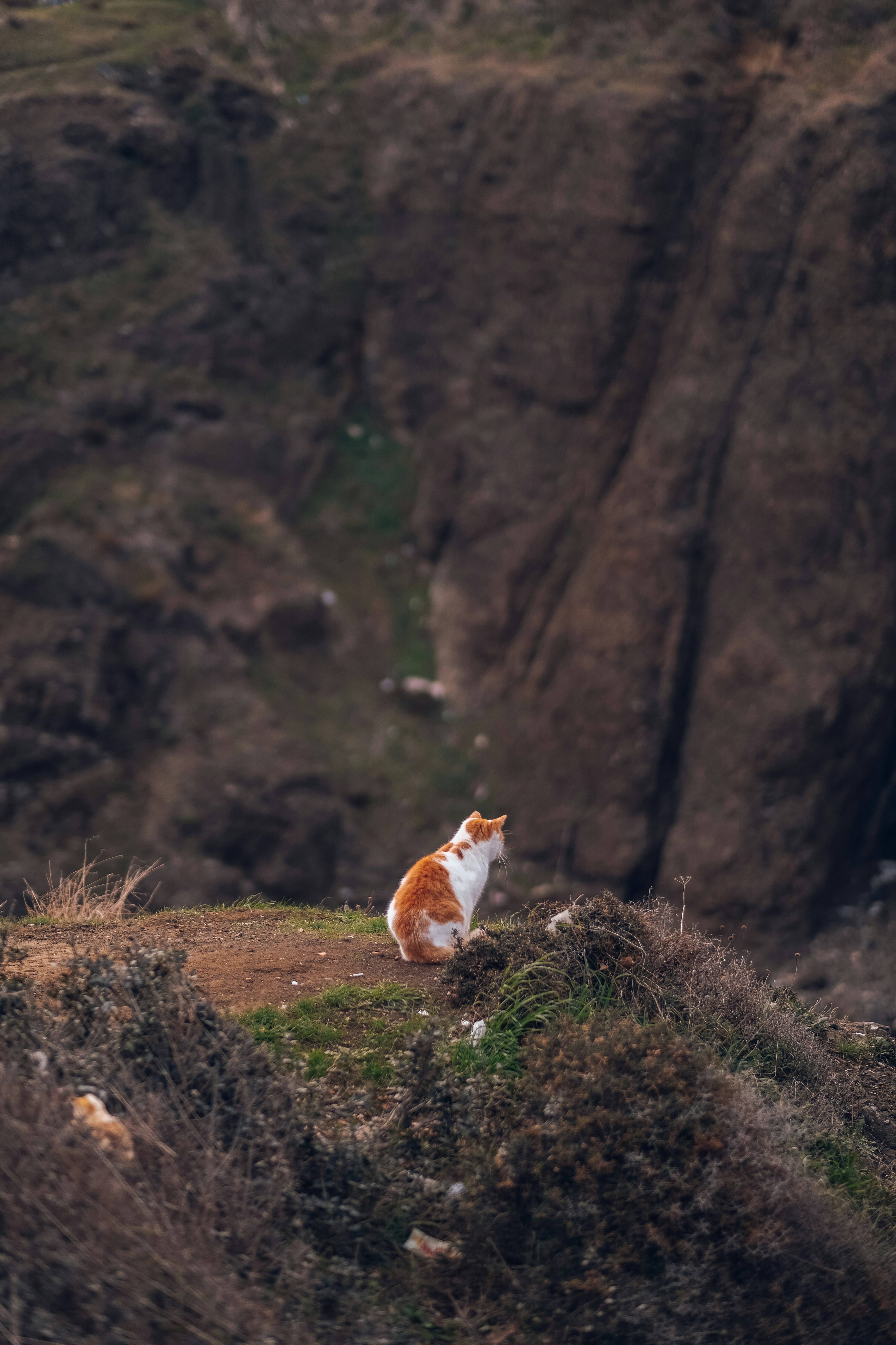 an orange and white cat sitting on top of a hill