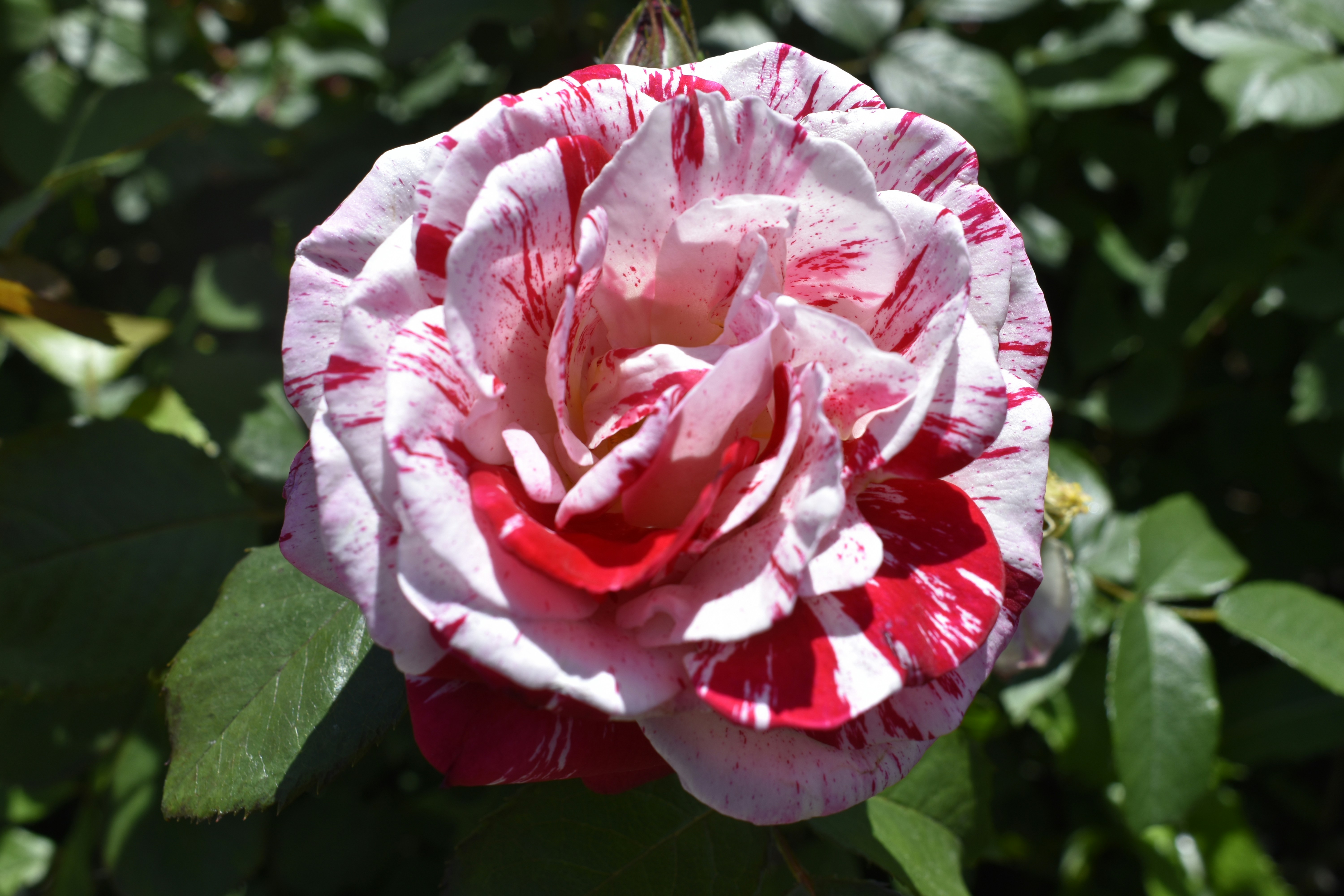 a pink and white flower with green leaves