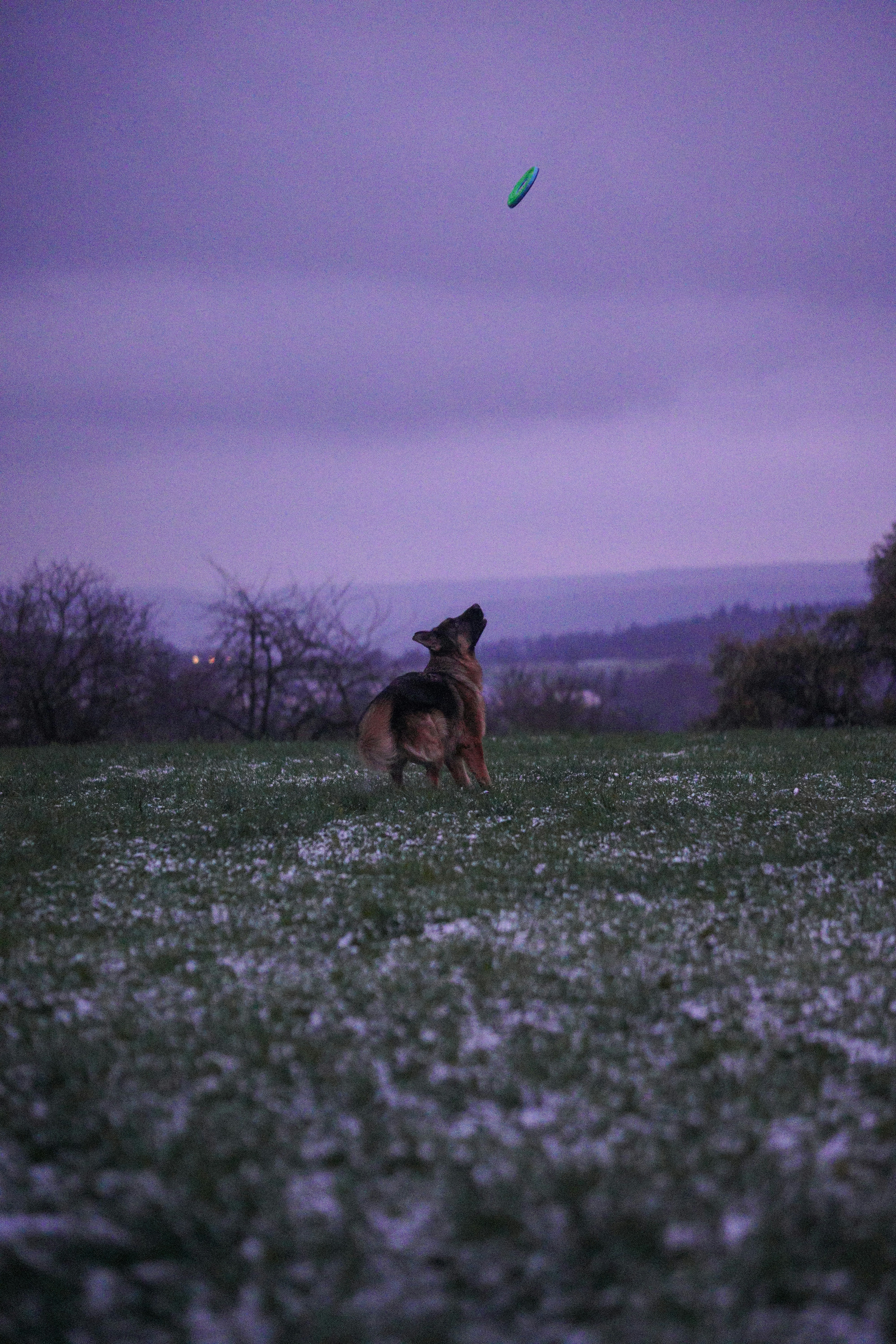 German Shepherd playing with a frisbee at dusk
