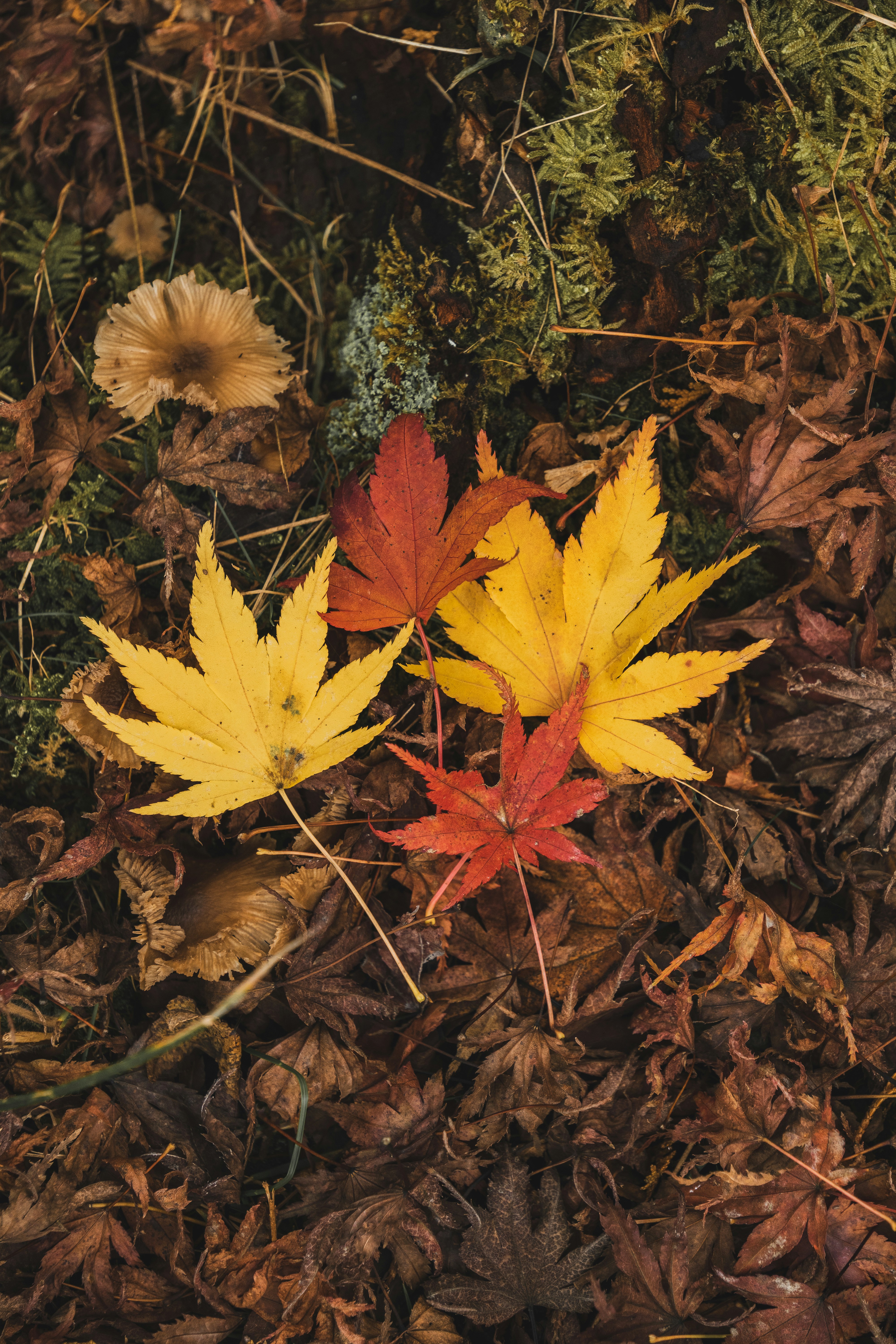a couple of leaves that are on the ground