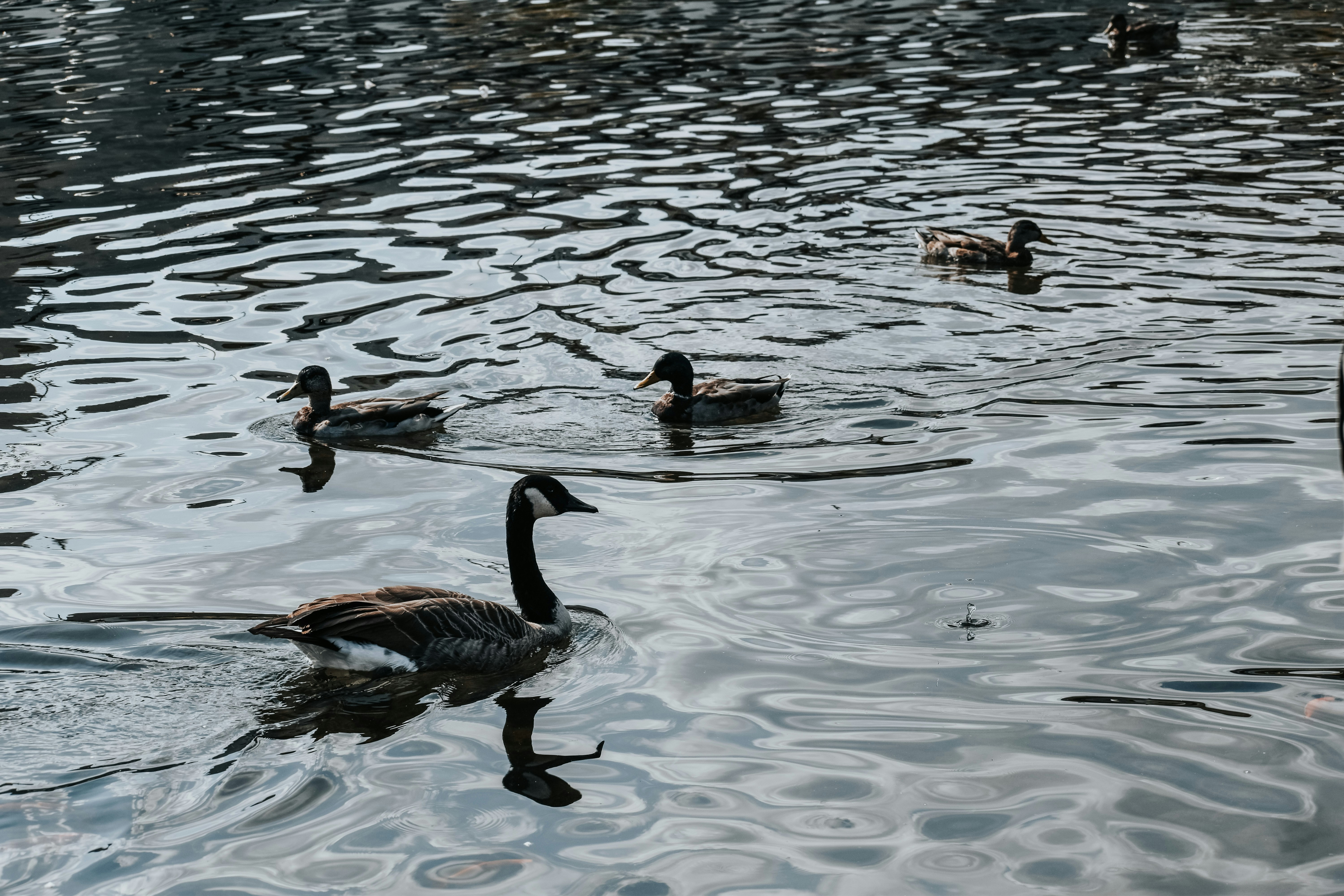 Geese gliding across a rippling lake under a cloudy sky.