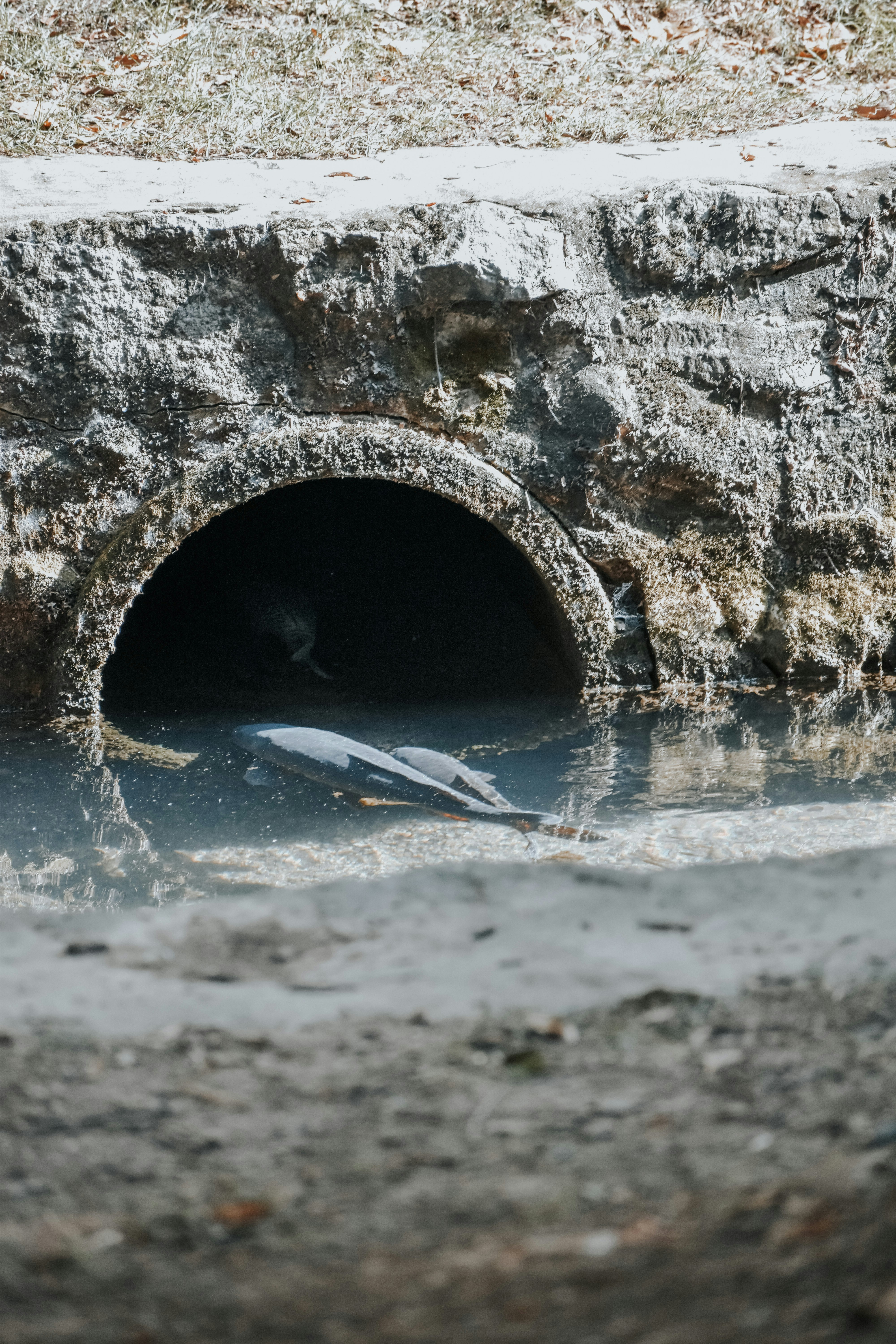 A serene view of a storm drain partially submerged in murky water, with hints of aquatic life visible nearby.