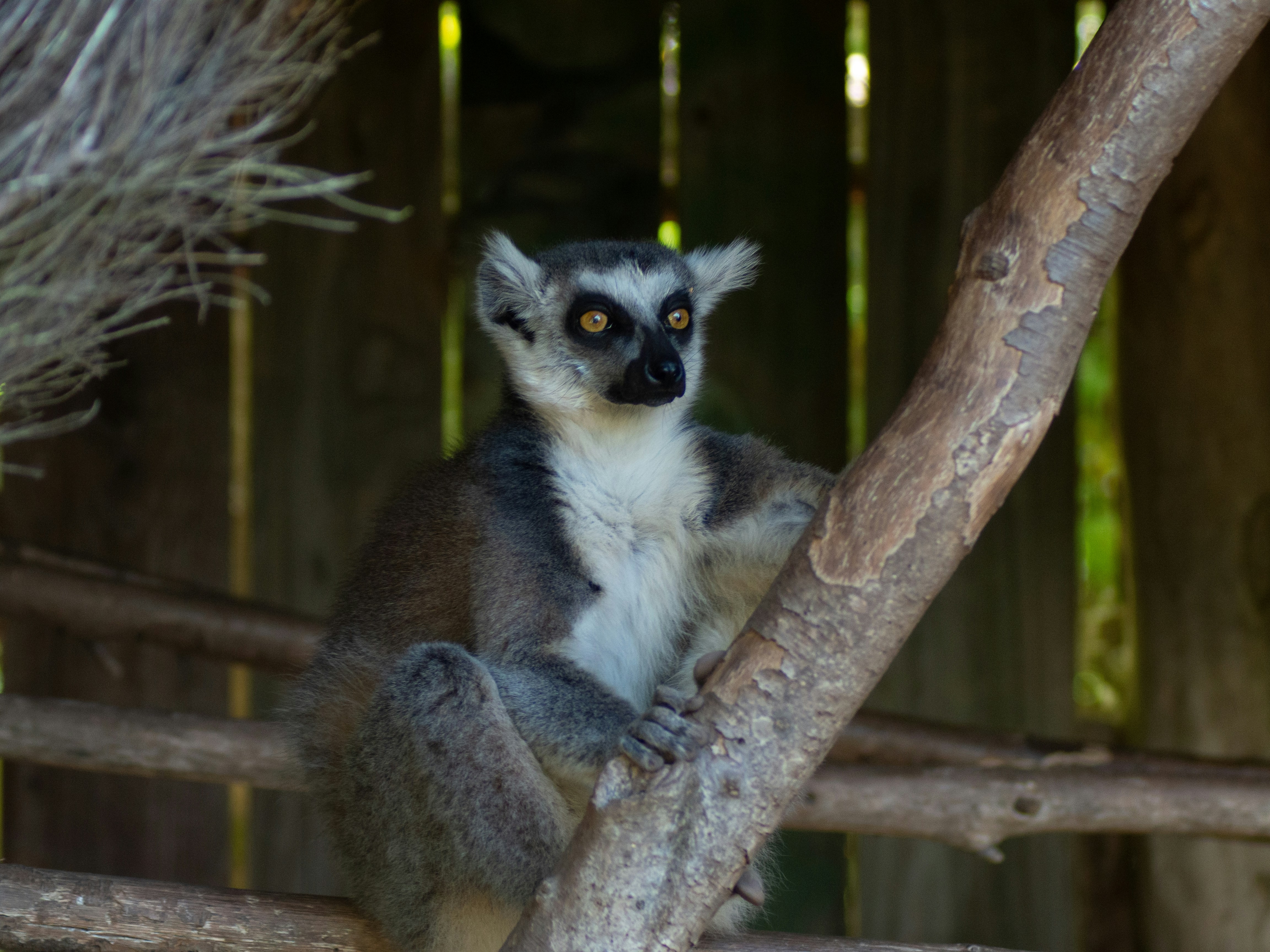 A close up of a small animal on a tree photo – Free Lemur Image on Unsplash