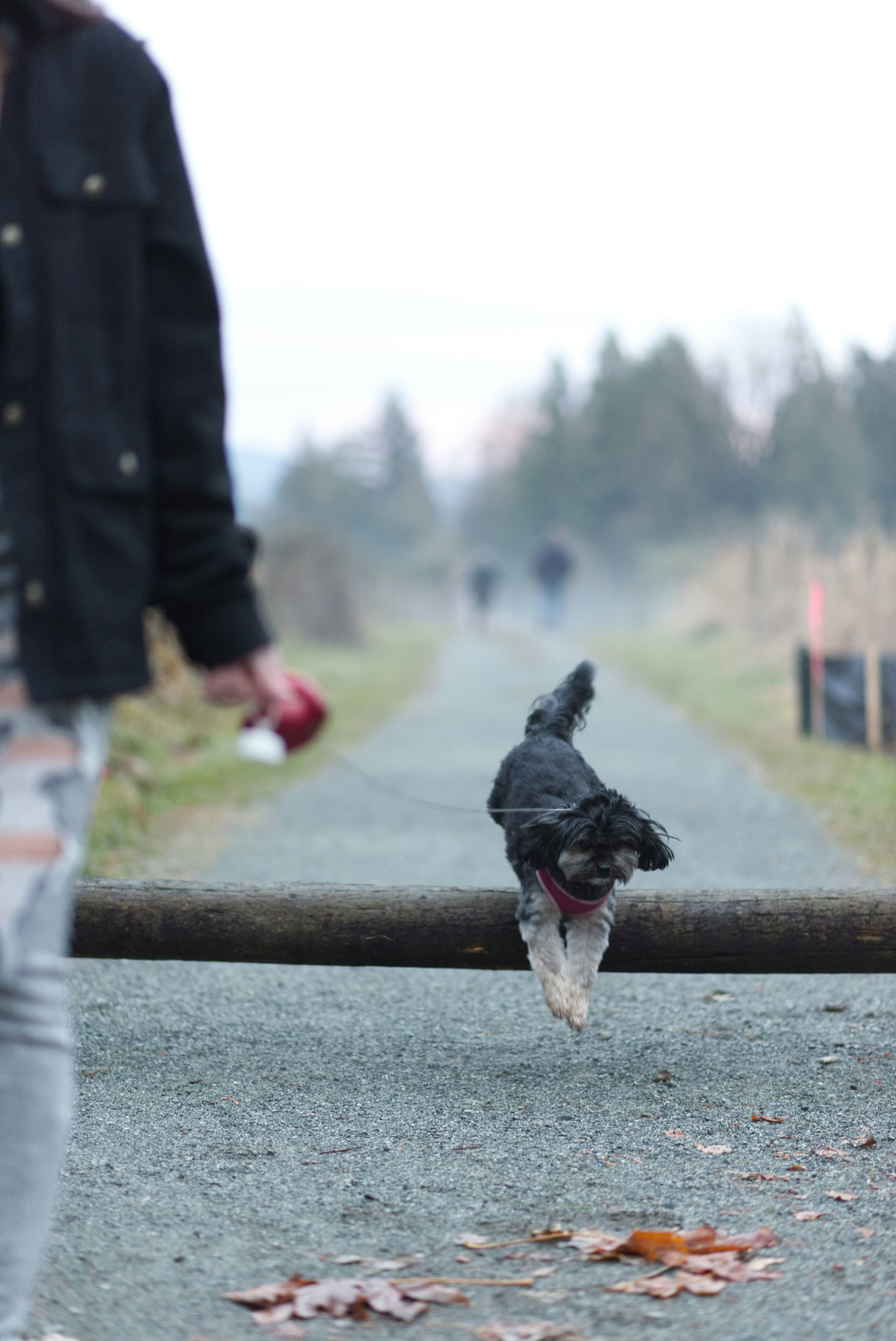 Small dog joyfully jumping over a fallen log on a misty path, with a person holding its leash nearby.
