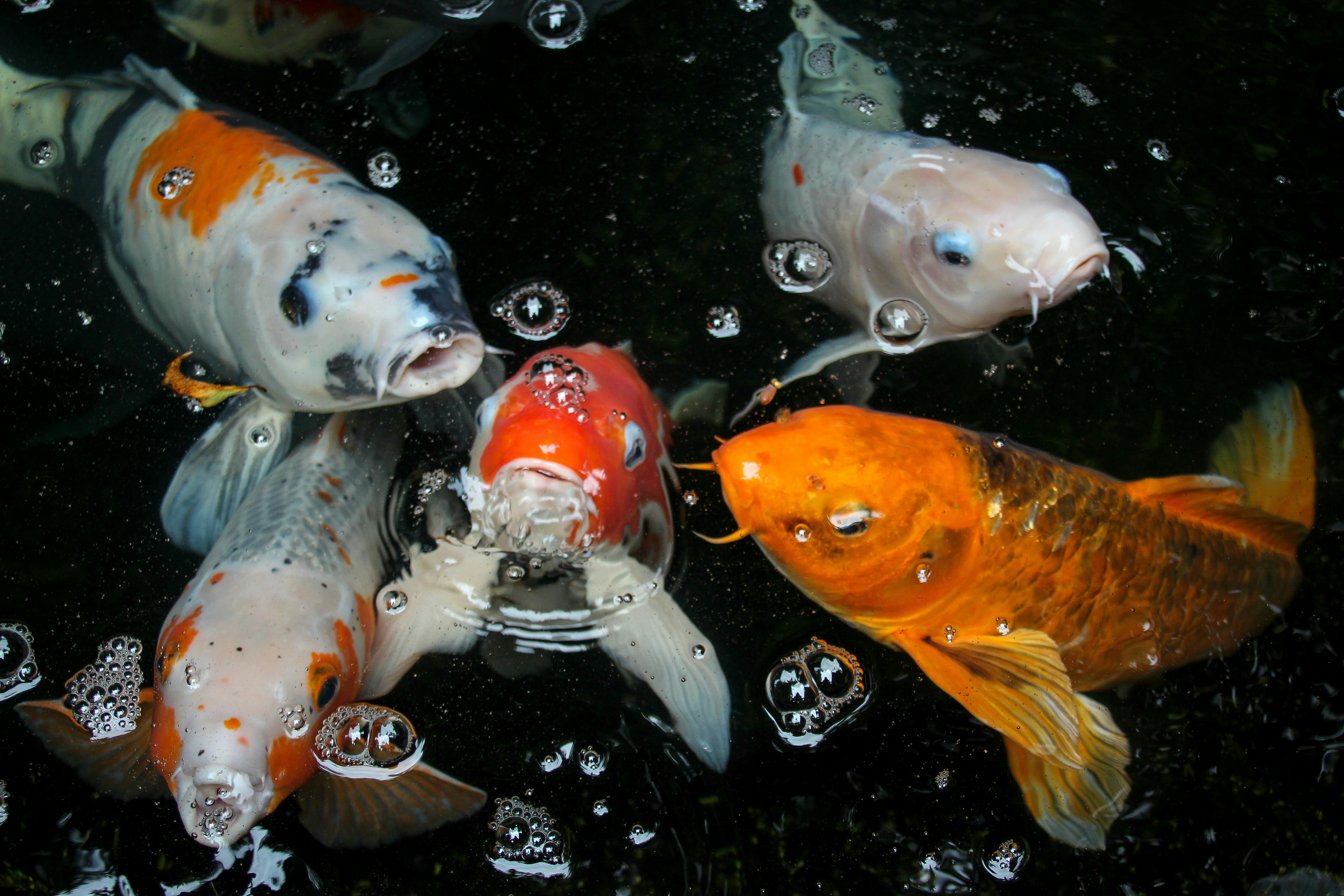 A group of koi fish swimming in a pond photo – Free Fish Image on Unsplash