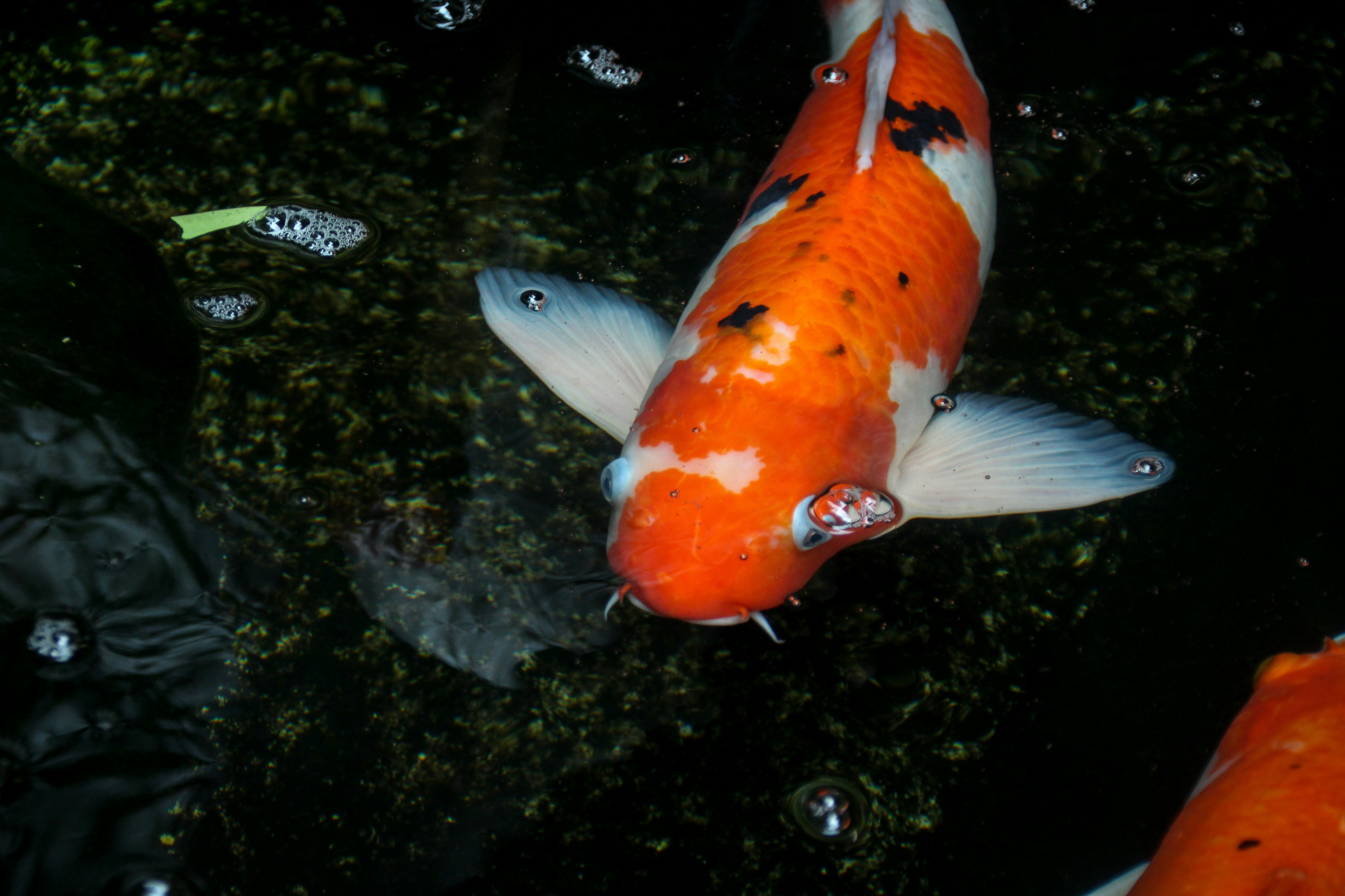 Un couple de poissons orange et blancs dans un étang photo – Photo ...
