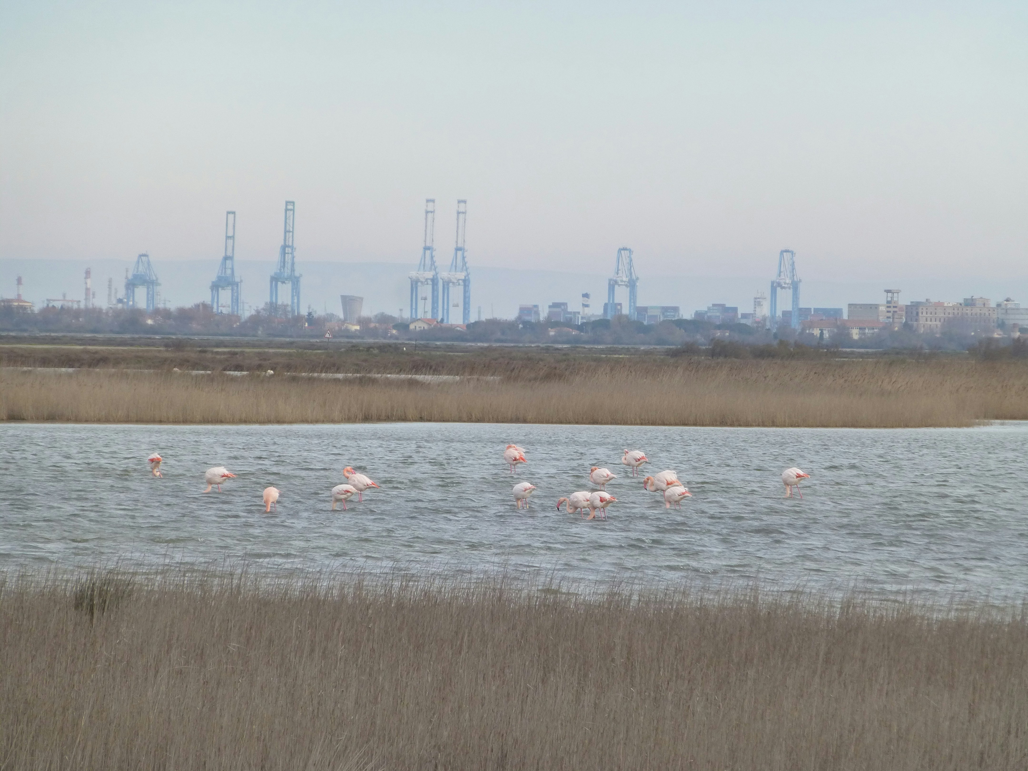 Flamingos wading in a marsh with industrial cranes in the distant background.