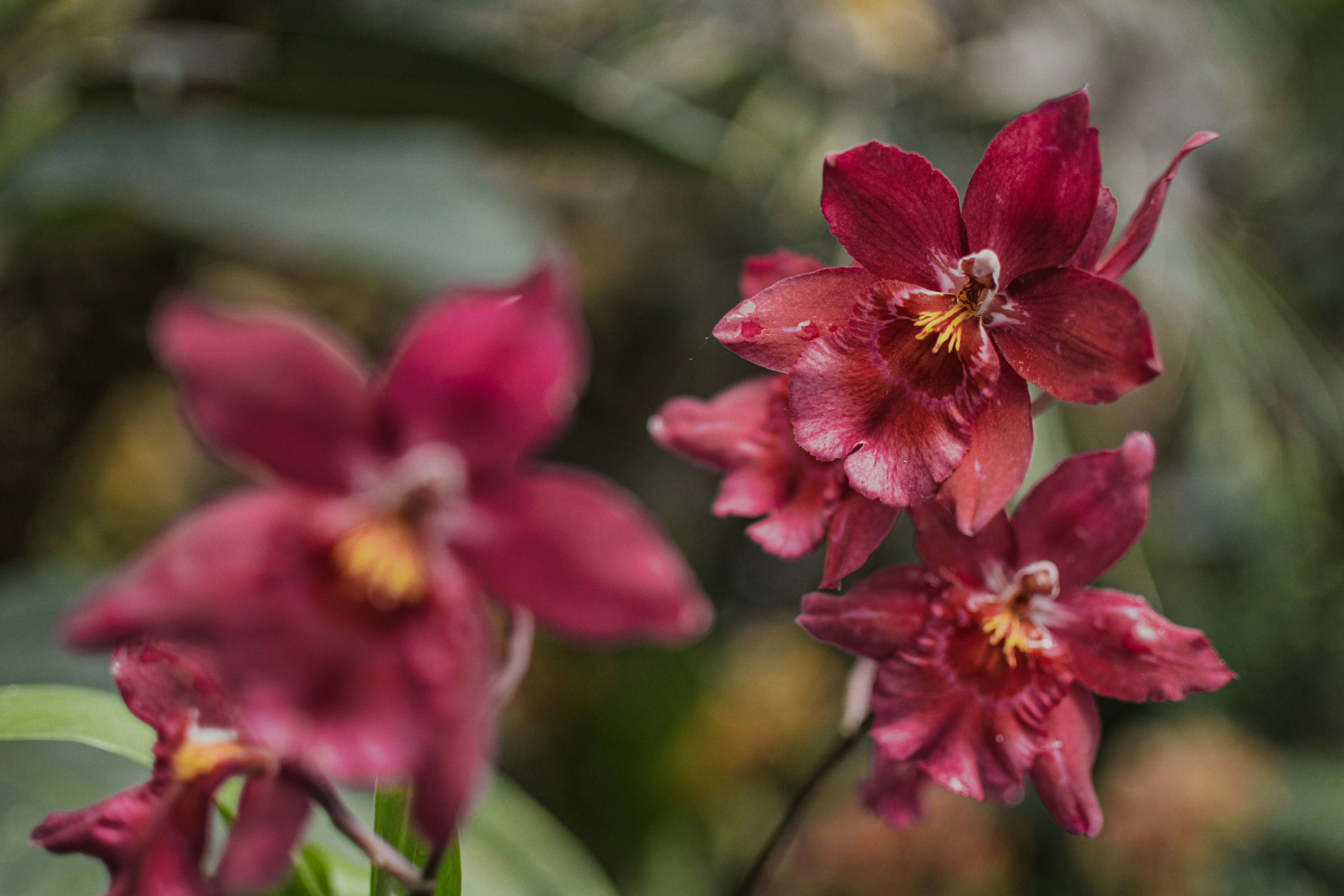 Crimson bloom cluster in soft-focus garden backdrop