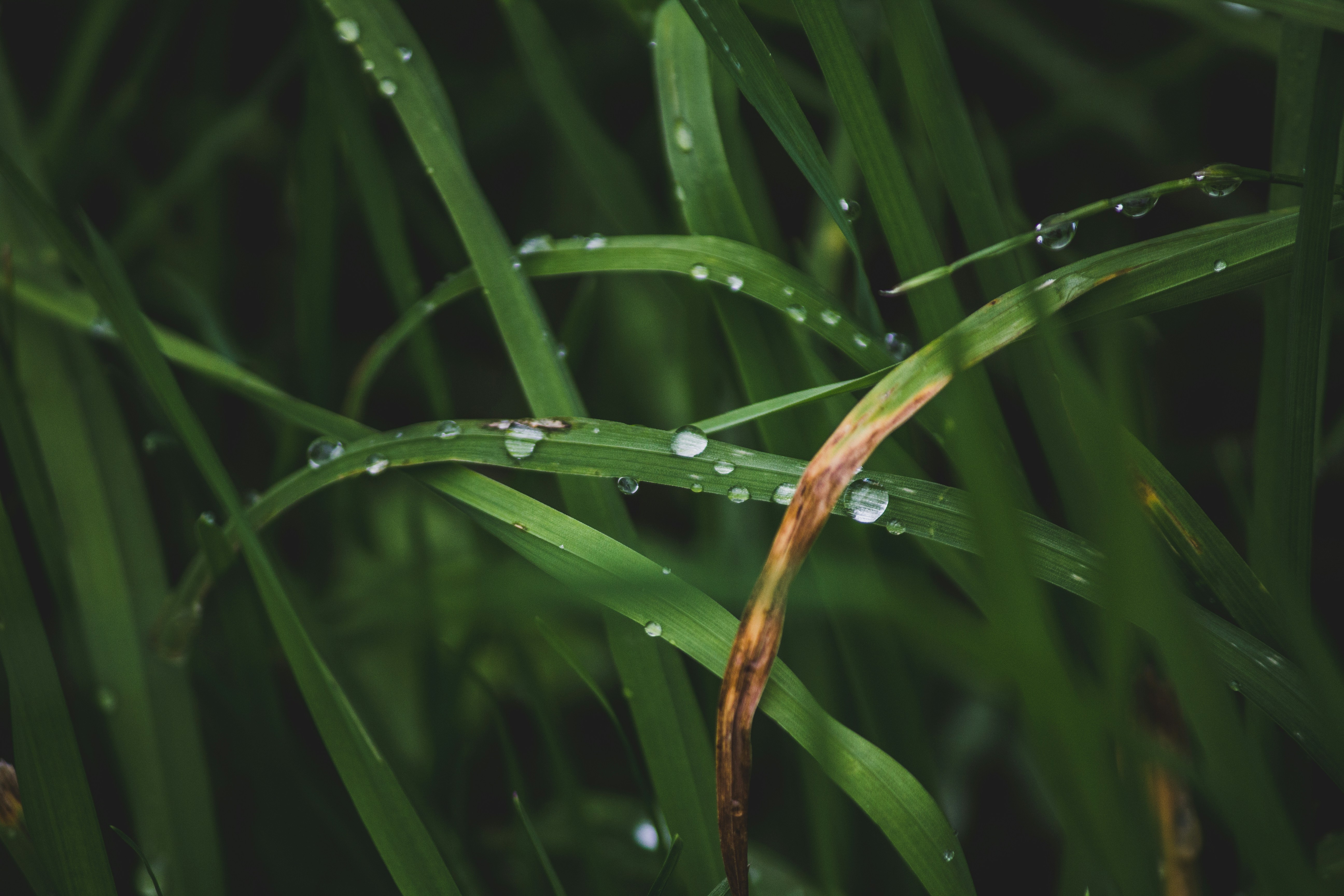 A macro shot of dew drops on green grass. | a close up of grass with water drops on it