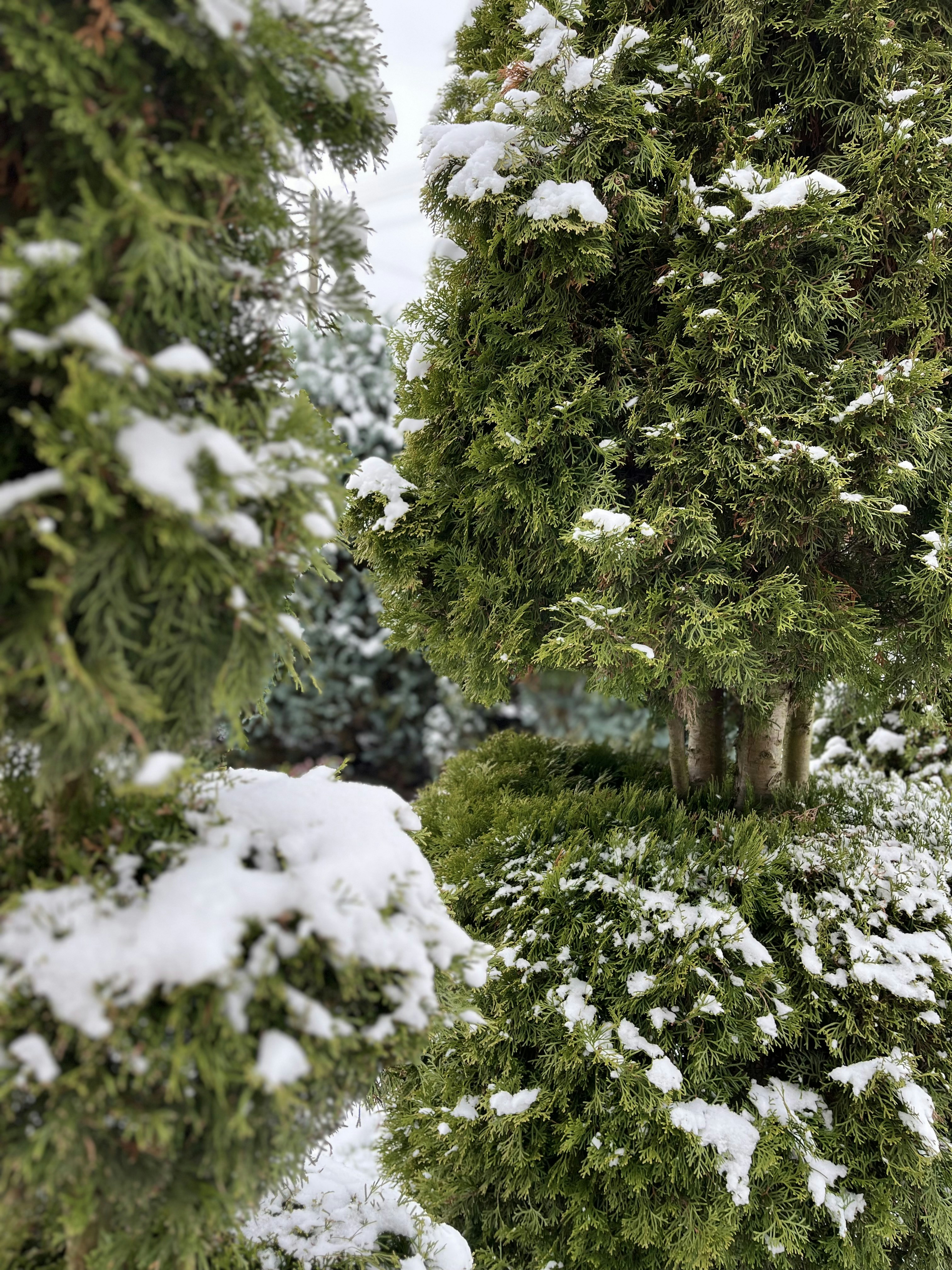 Snow-Kissed Evergreen Serenity
