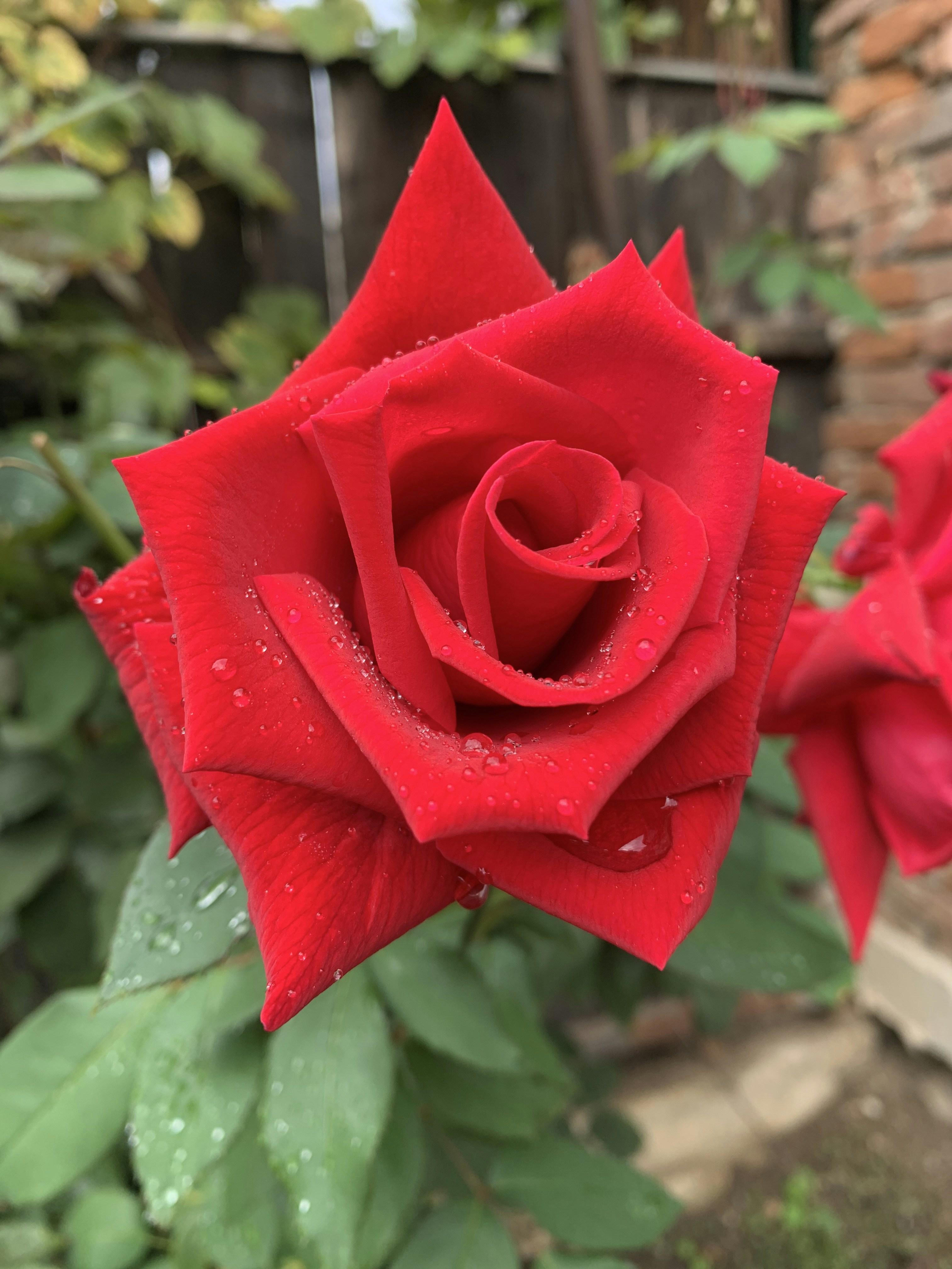 A close up of a red rose in a garden photo – Free Rose Image on Unsplash