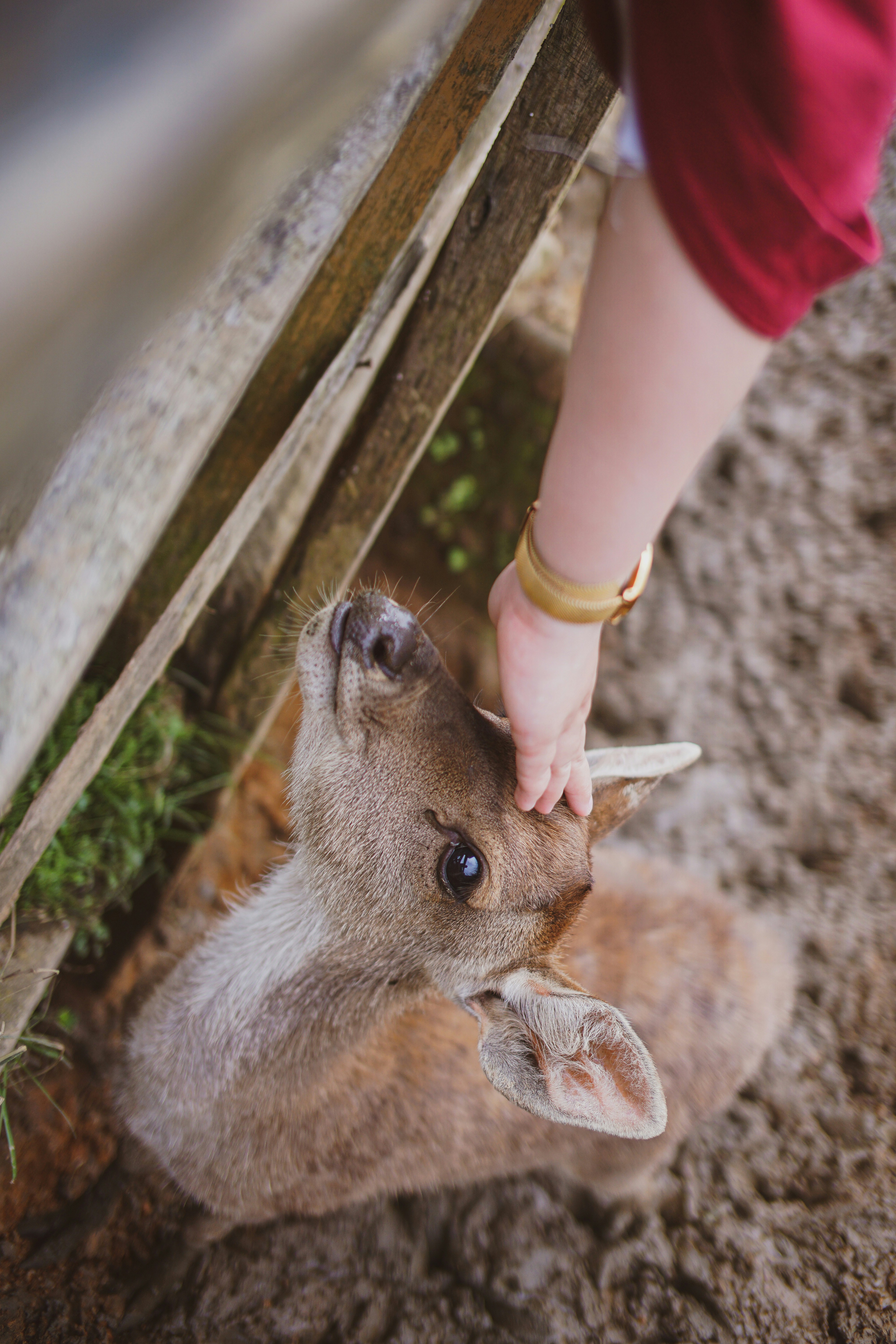 Nuzzle at the Fence: A Fawn Accepts a Gentle Hand