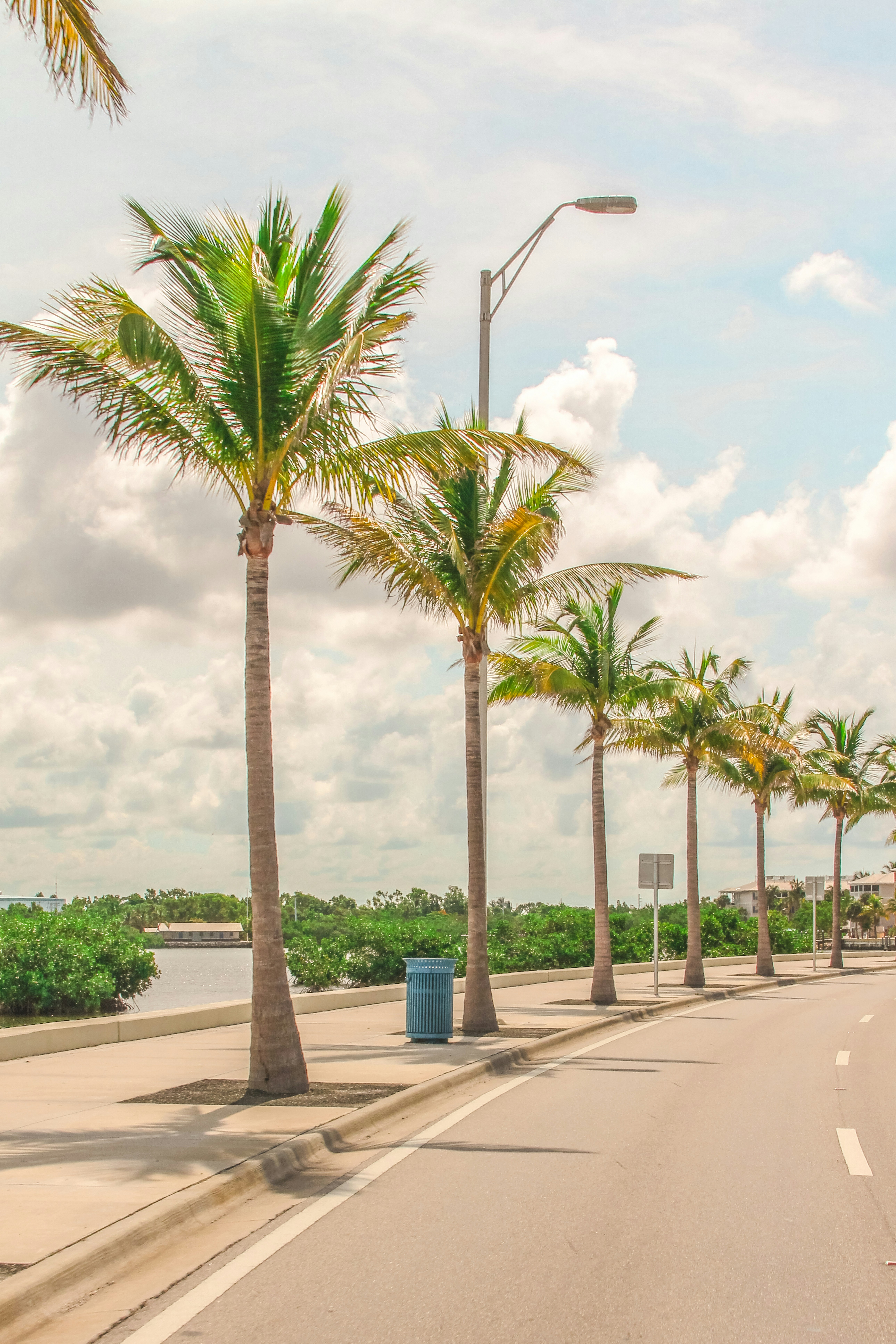Palm-Lined Serenity: A Coastal Walkway