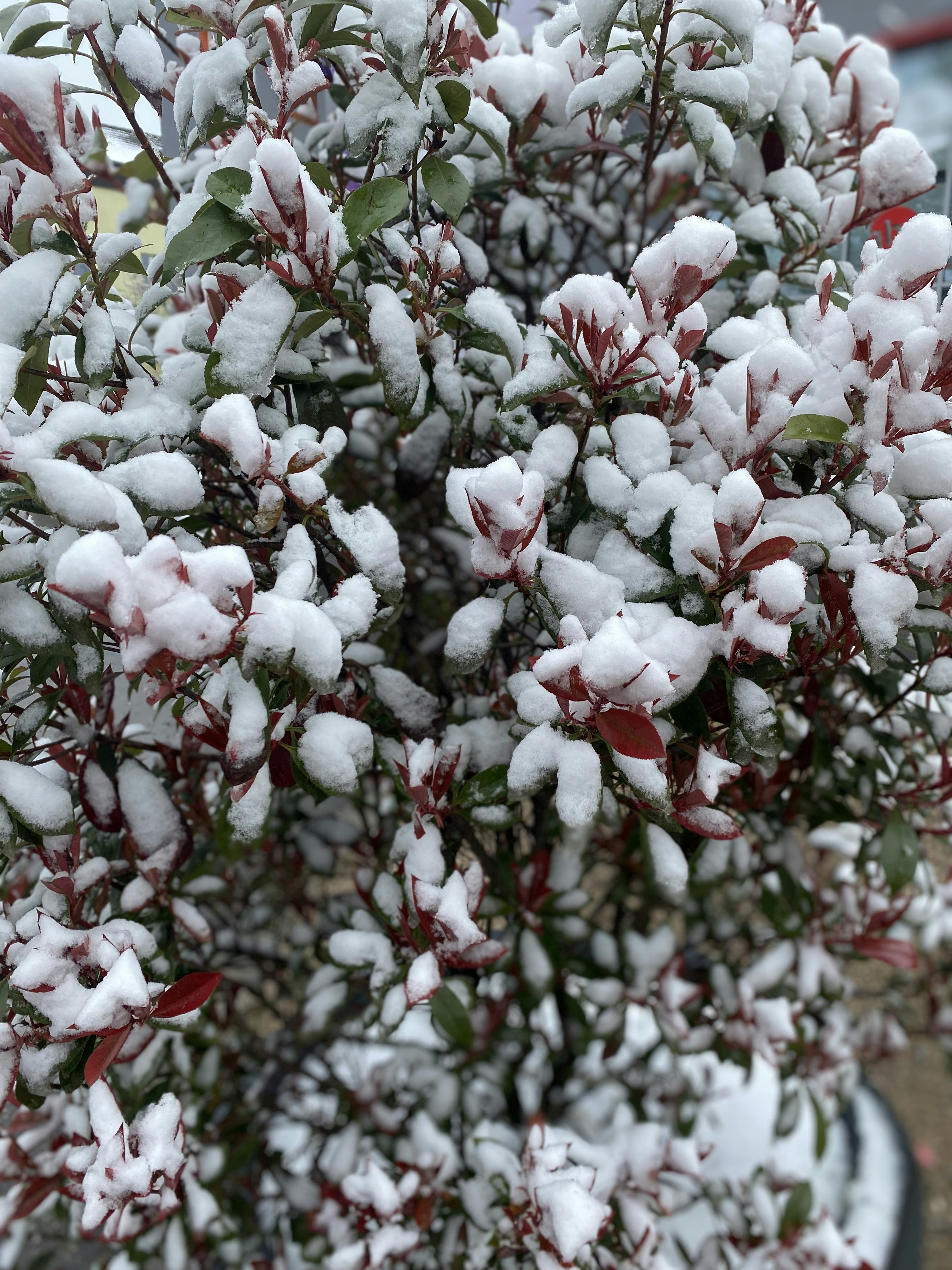 Crimson Shrub Under Winter Snow: A Close-Up of Frosted Foliage