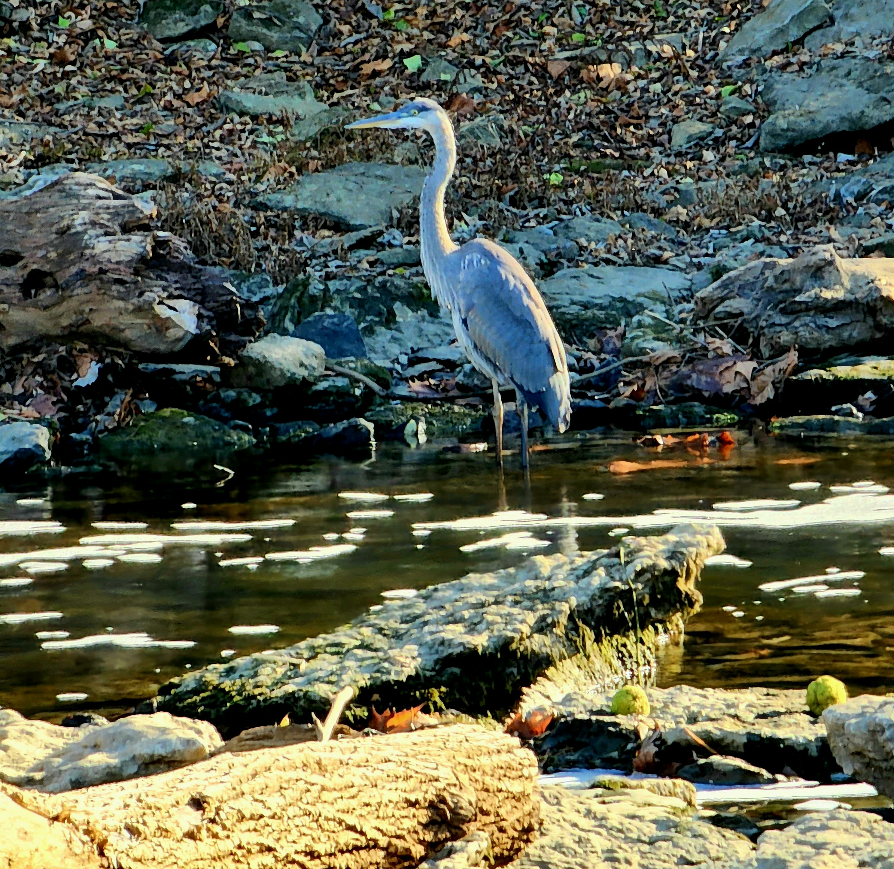 a bird is standing in the water near rocks