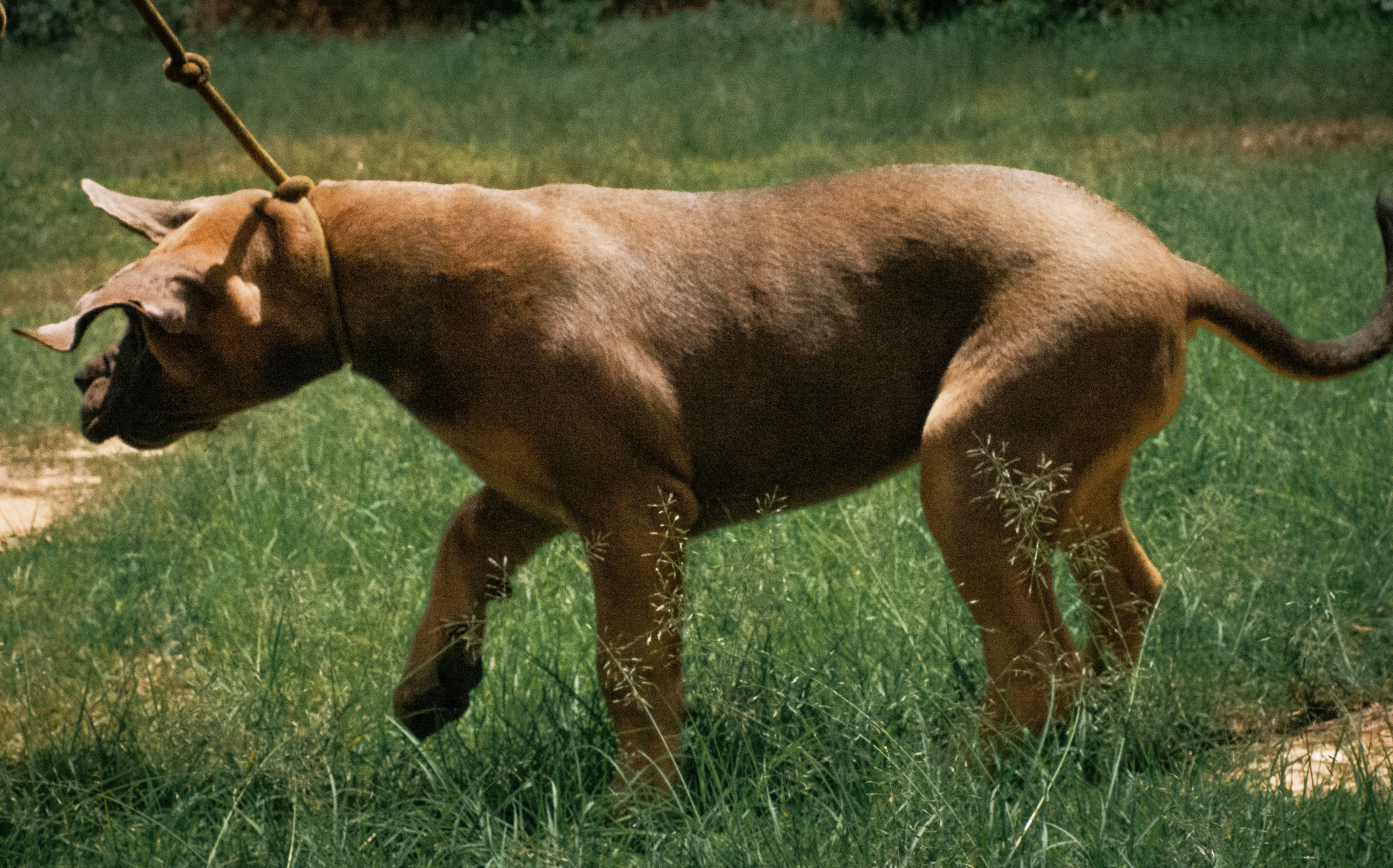 A brown dog walking through a grassy area, showcasing its attentive demeanor and playful spirit.