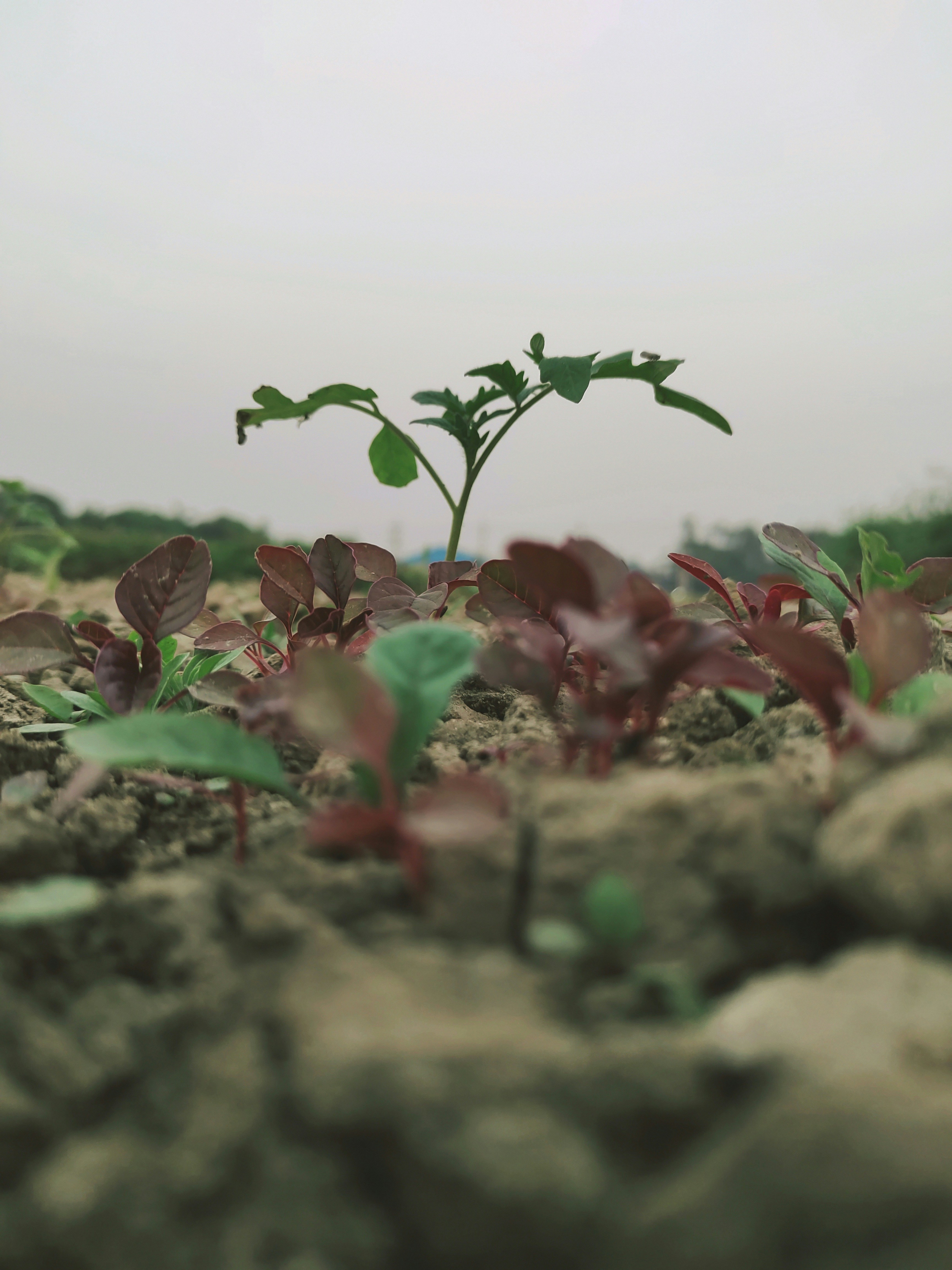A close-up view of young plants sprouting from rich soil, showcasing the delicate balance of nature's growth.