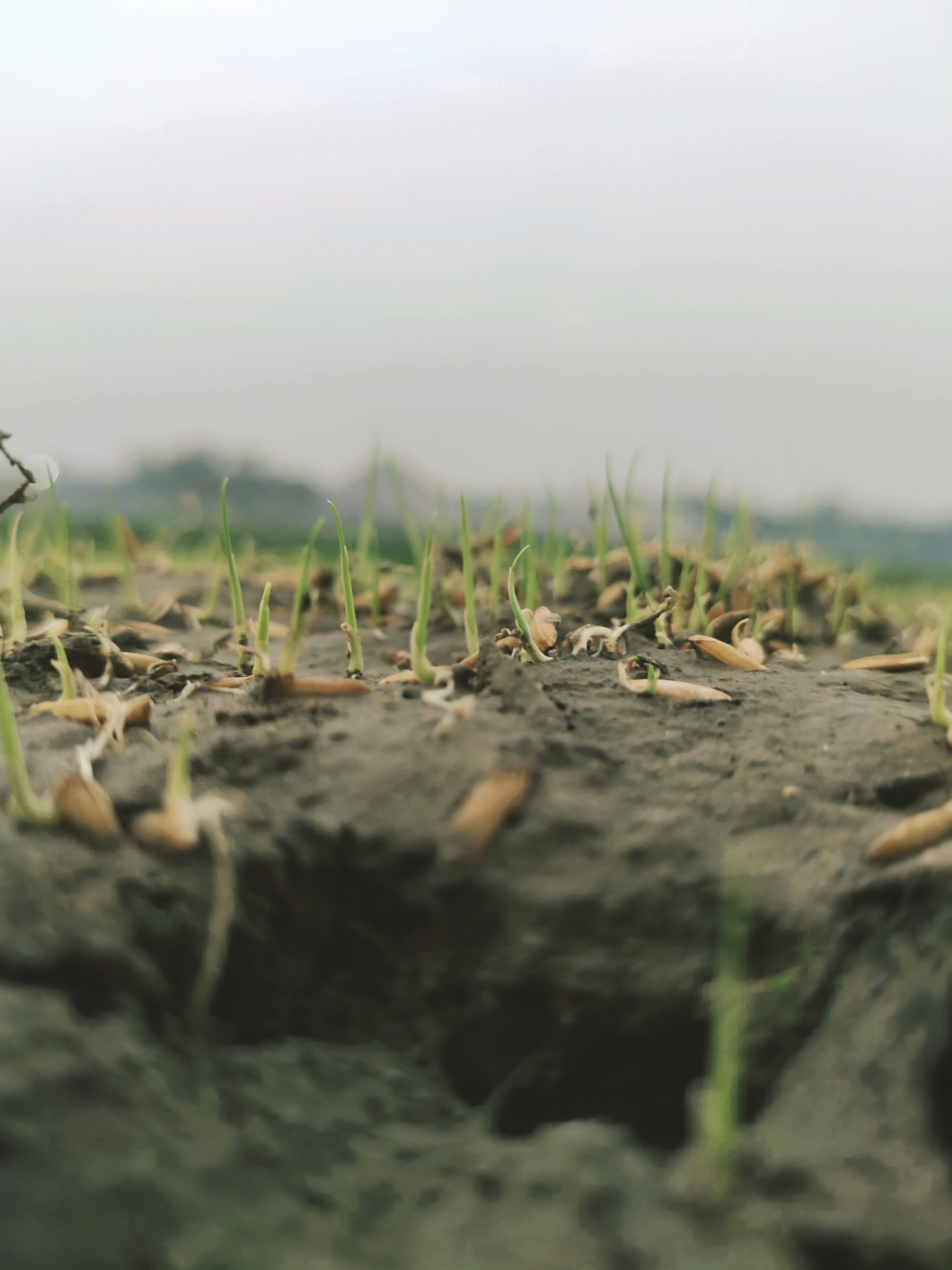 Young grass shoots breaking through the soil, symbolizing renewal and growth in a natural landscape.